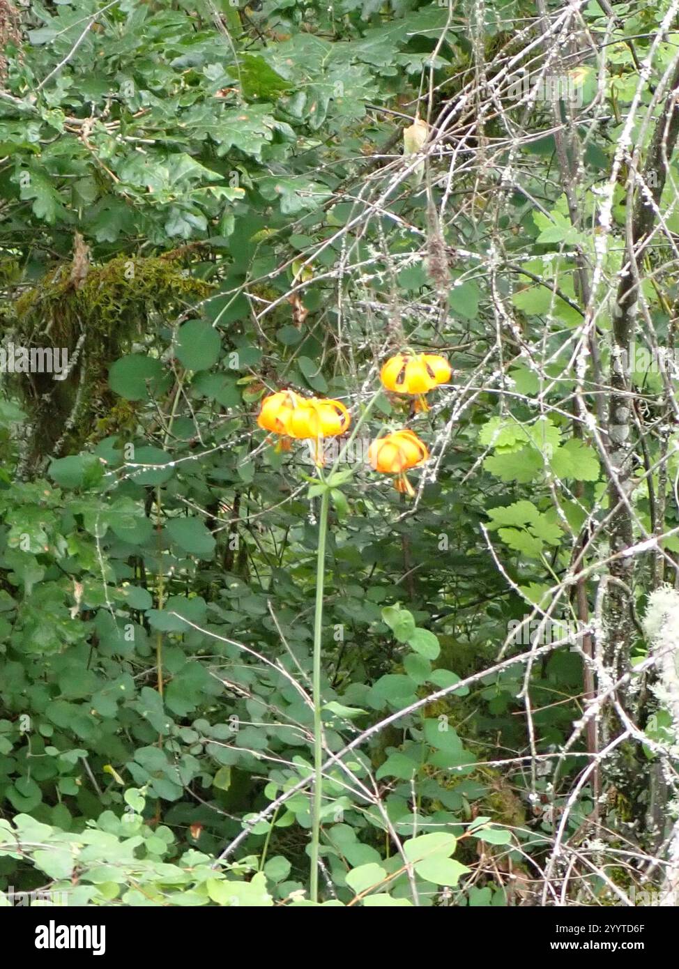 Columbia lily (Lilium columbianum Stock Photo - Alamy