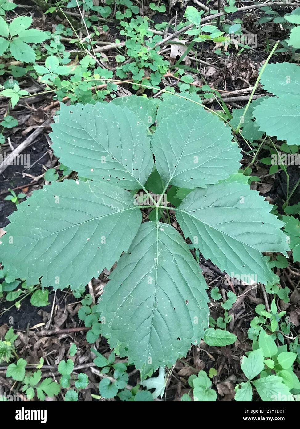 thicket creeper (Parthenocissus inserta Stock Photo - Alamy