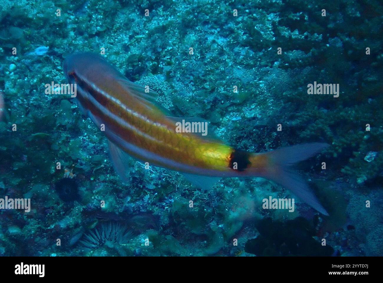 Blacksaddle Goatfish (Parupeneus spilurus Stock Photo - Alamy