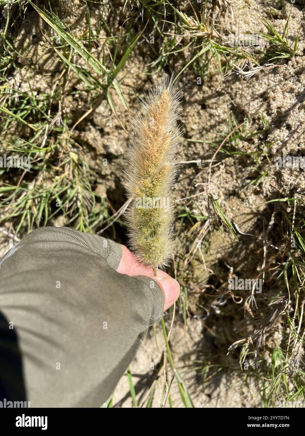 rabbitfoot grass (Polypogon monspeliensis Stock Photo - Alamy