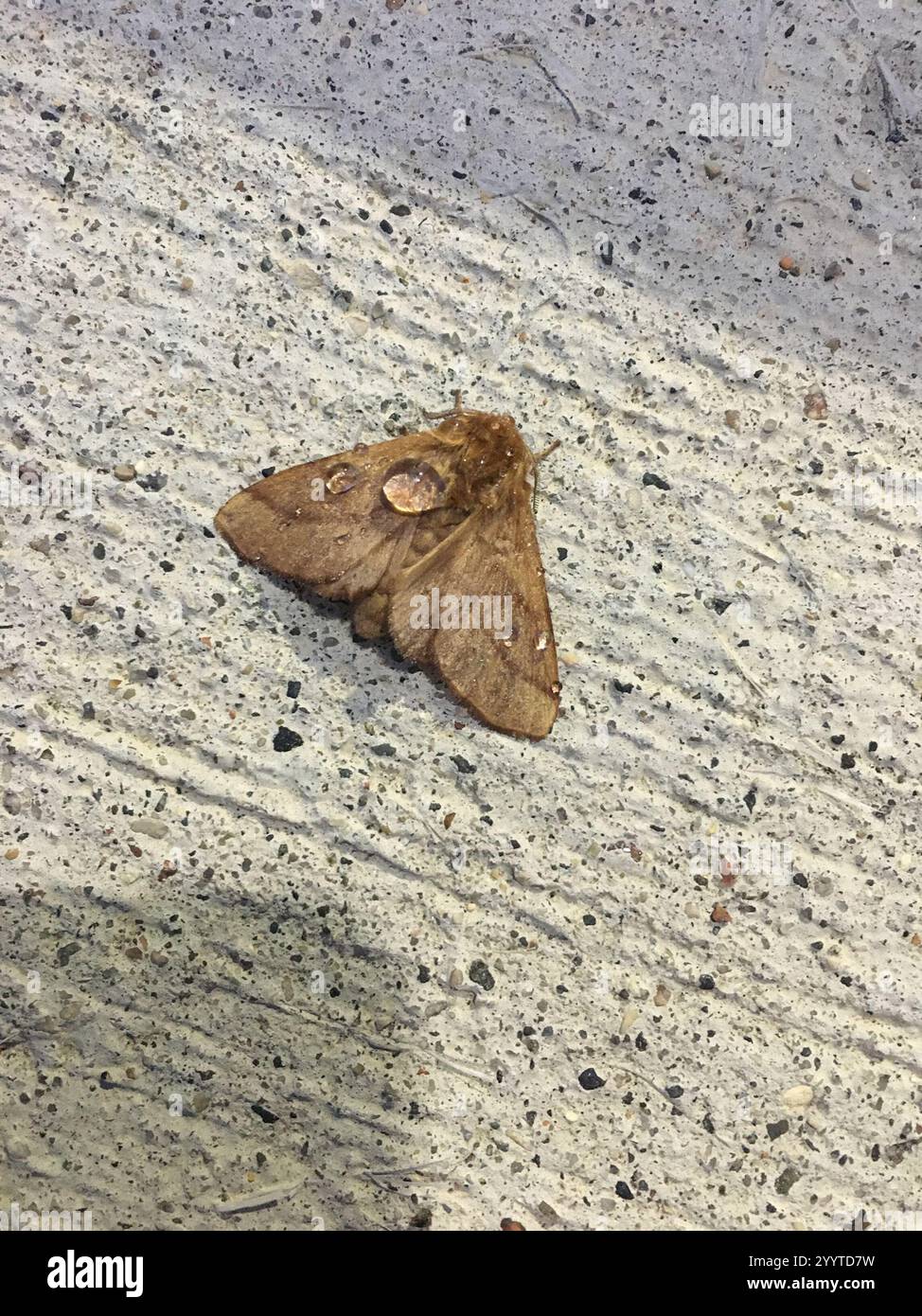 Forest Tent Caterpillar Moth (Malacosoma disstria Stock Photo - Alamy