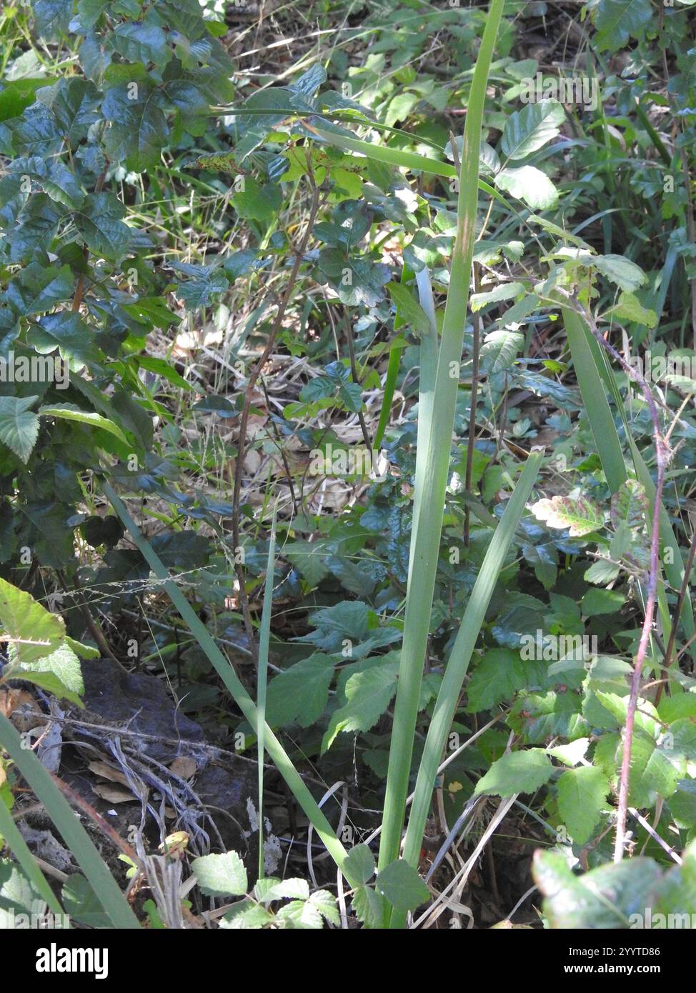 Stinking iris (Iris foetidissima Stock Photo - Alamy