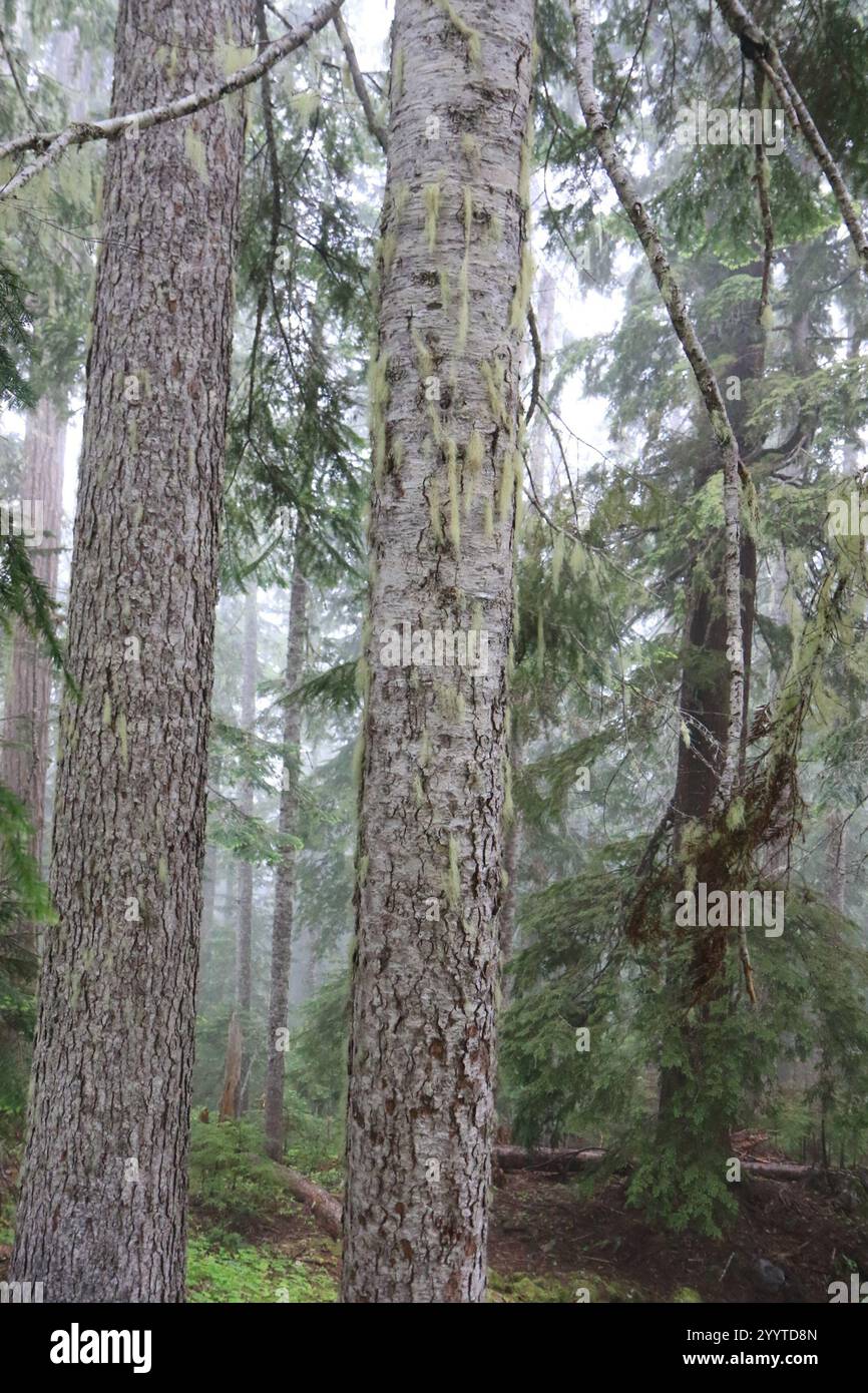 Pacific silver fir (Abies amabilis Stock Photo - Alamy
