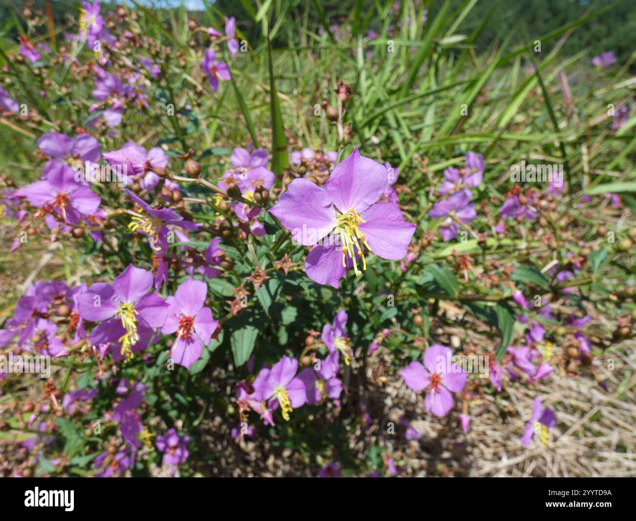 Virginia meadowbeauty (Rhexia virginica Stock Photo - Alamy
