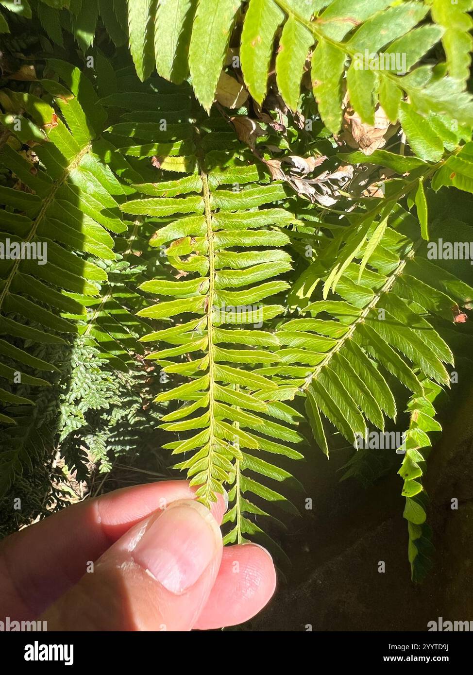 shield ferns (Polystichum Stock Photo - Alamy