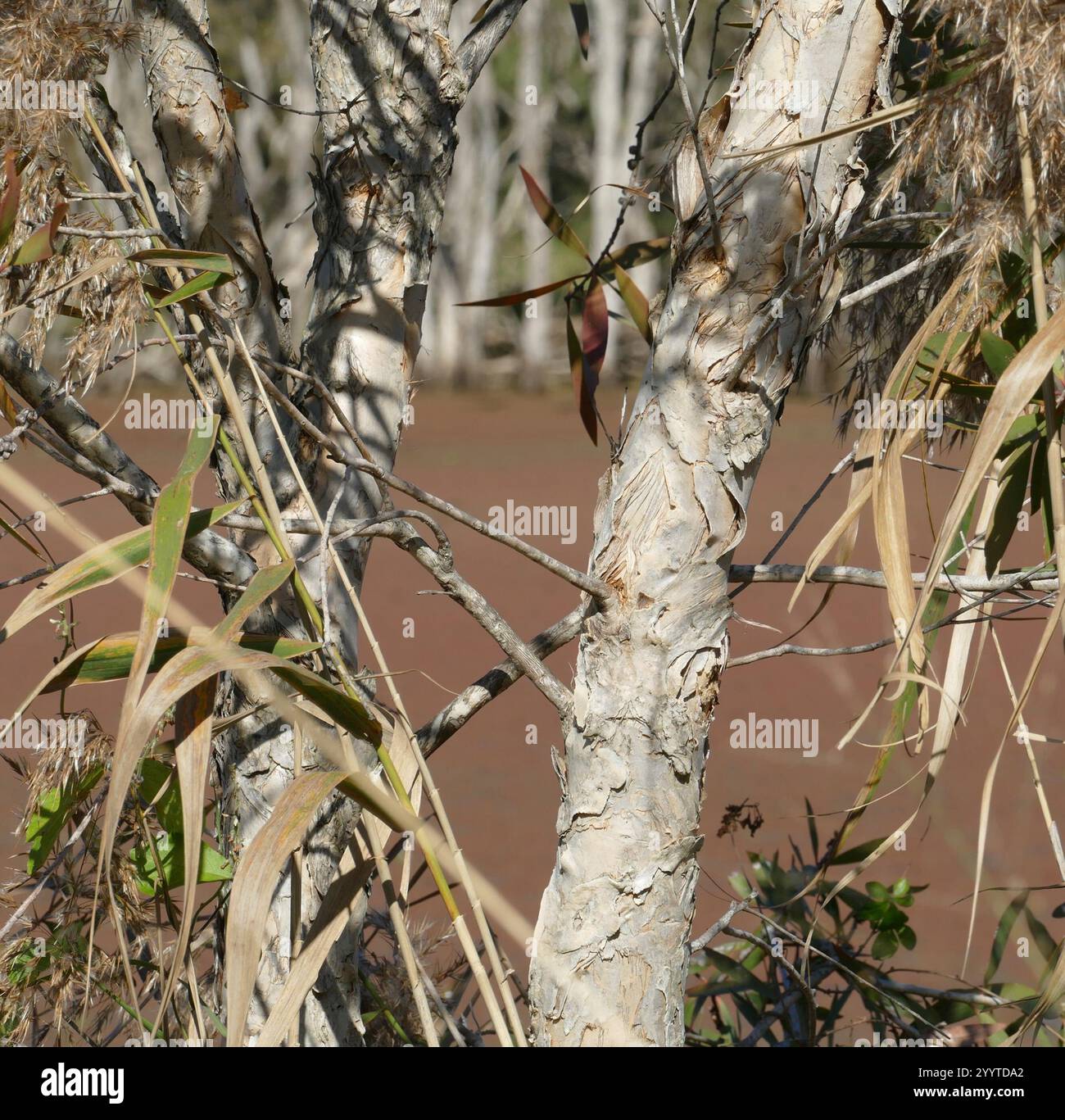 Broad-leaved paperbark (Melaleuca quinquenervia Stock Photo - Alamy