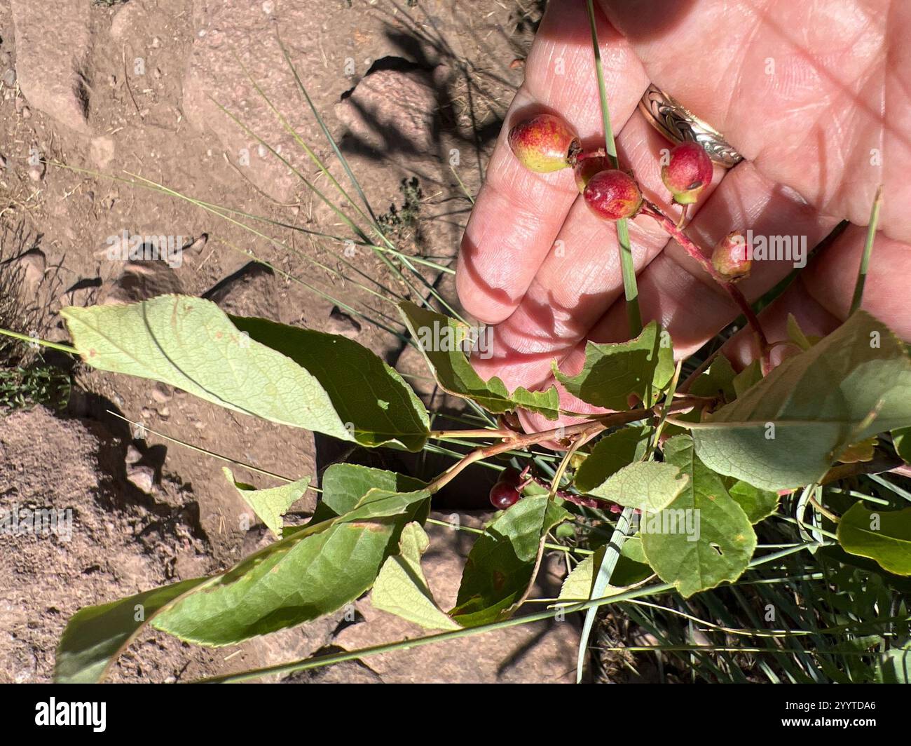 Western Chokecherry (Prunus virginiana demissa Stock Photo - Alamy