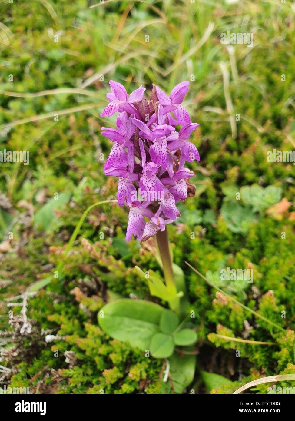 Dactylorhiza kerryensis hi-res stock photography and images - Alamy