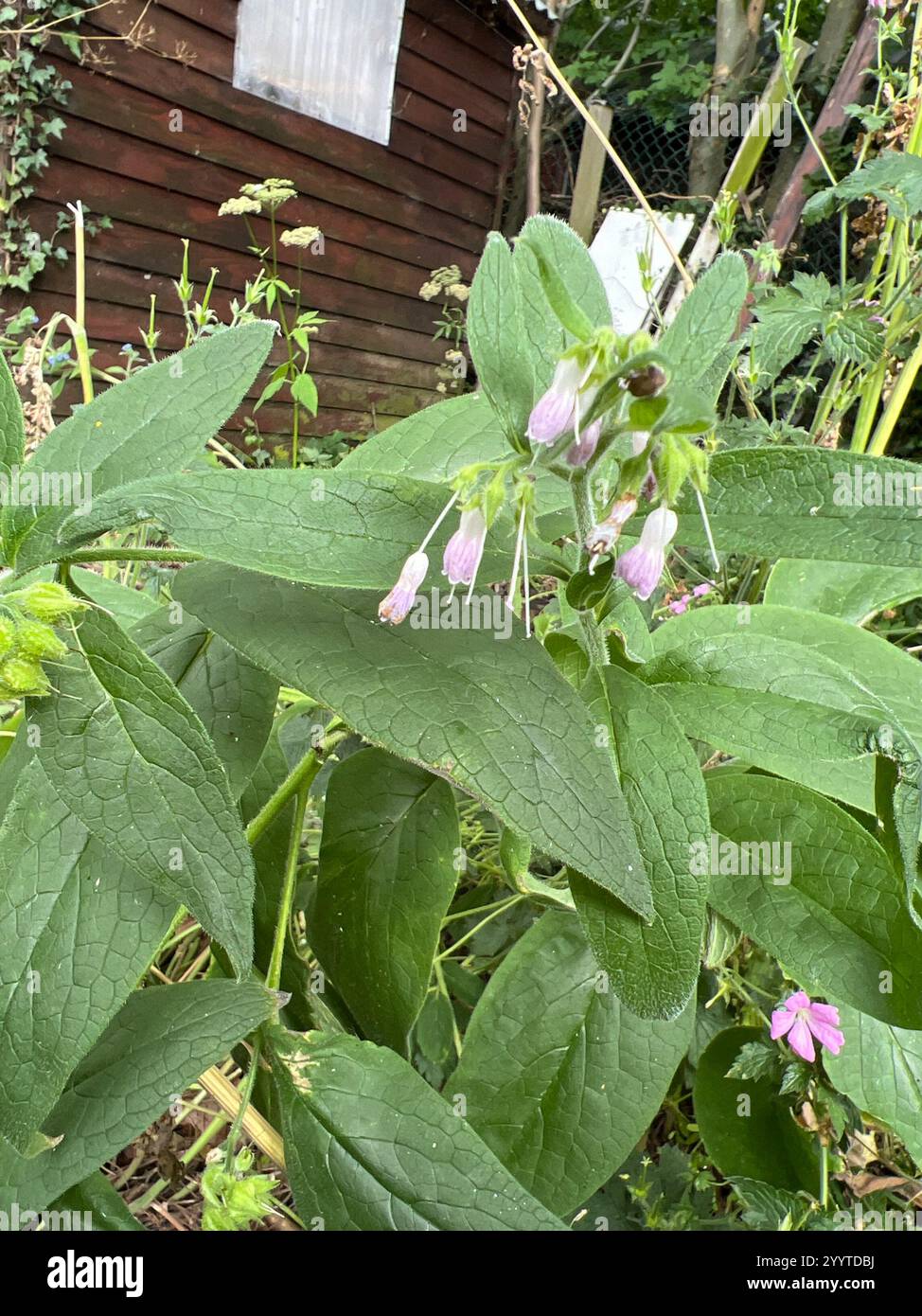 common comfrey (Symphytum officinale Stock Photo - Alamy