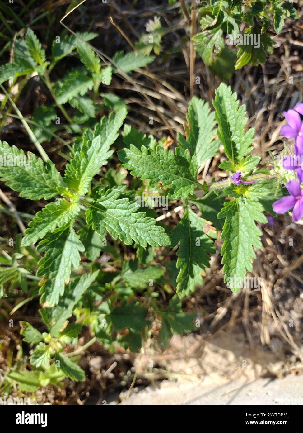 rose vervain (Glandularia canadensis Stock Photo - Alamy