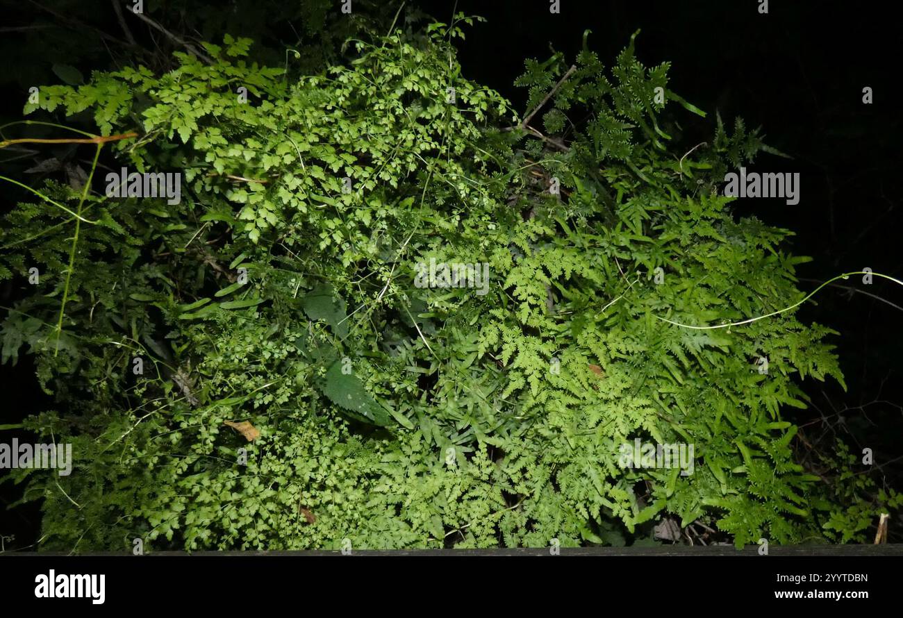 Japanese climbing fern (Lygodium japonicum Stock Photo - Alamy