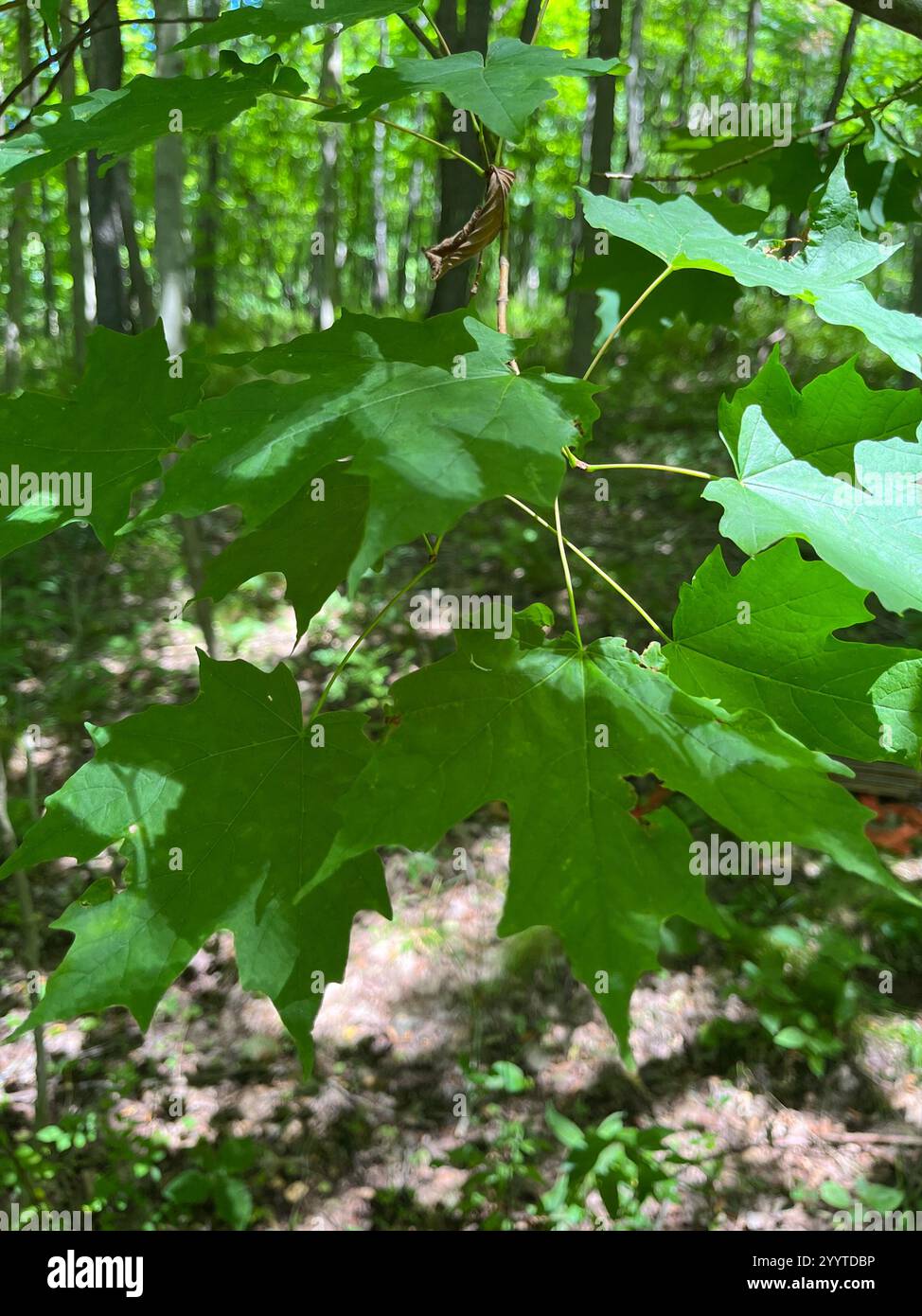 sugar maple (Acer saccharum Stock Photo - Alamy