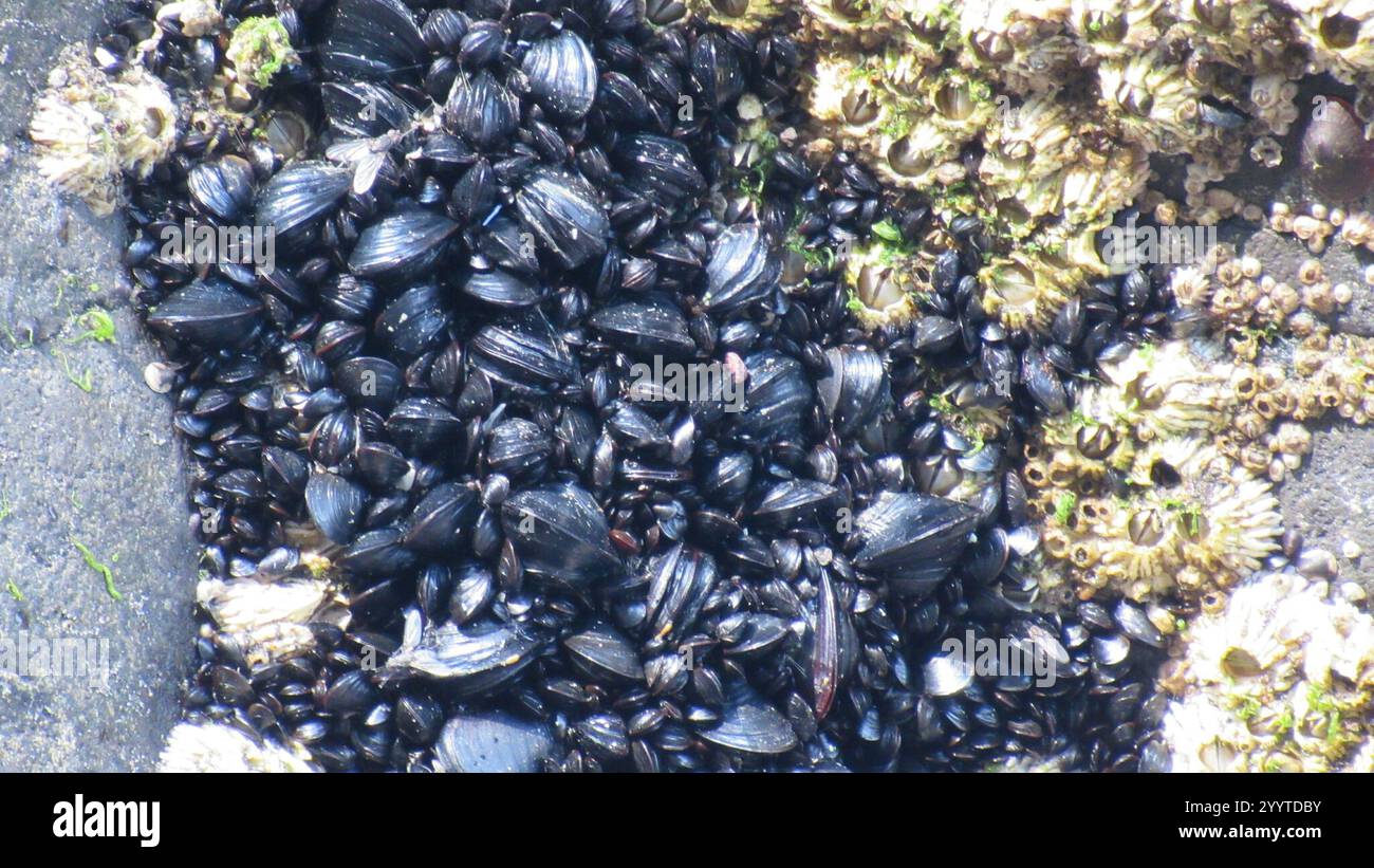 Northern Bay Mussel (Mytilus trossulus Stock Photo - Alamy