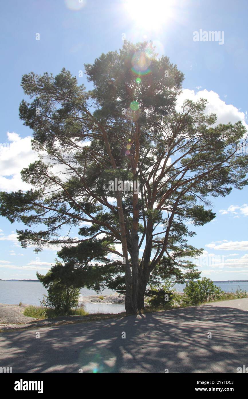 Scots pine (Pinus sylvestris Stock Photo - Alamy