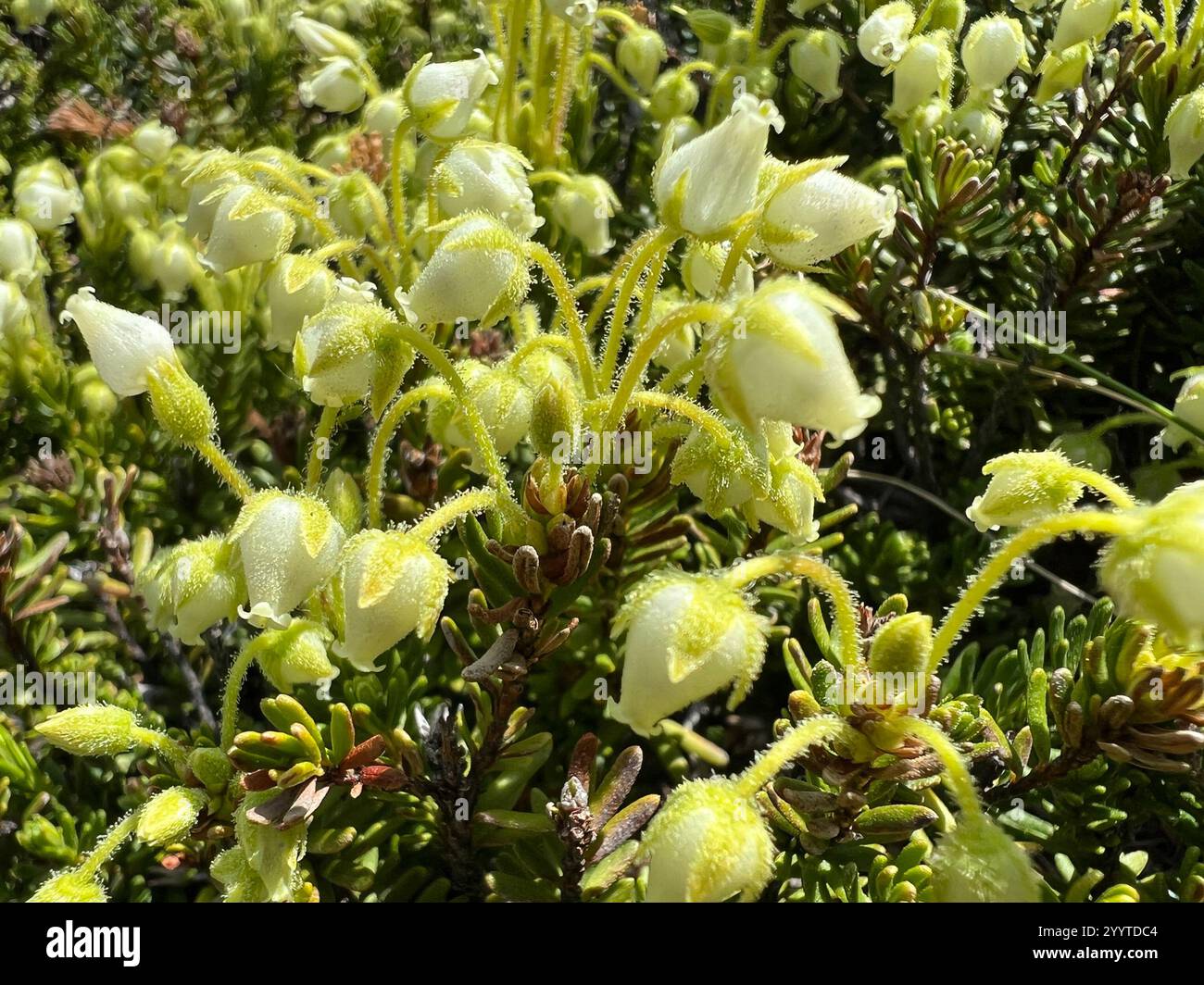 Yellow Mountain-heath (Phyllodoce glanduliflora Stock Photo - Alamy