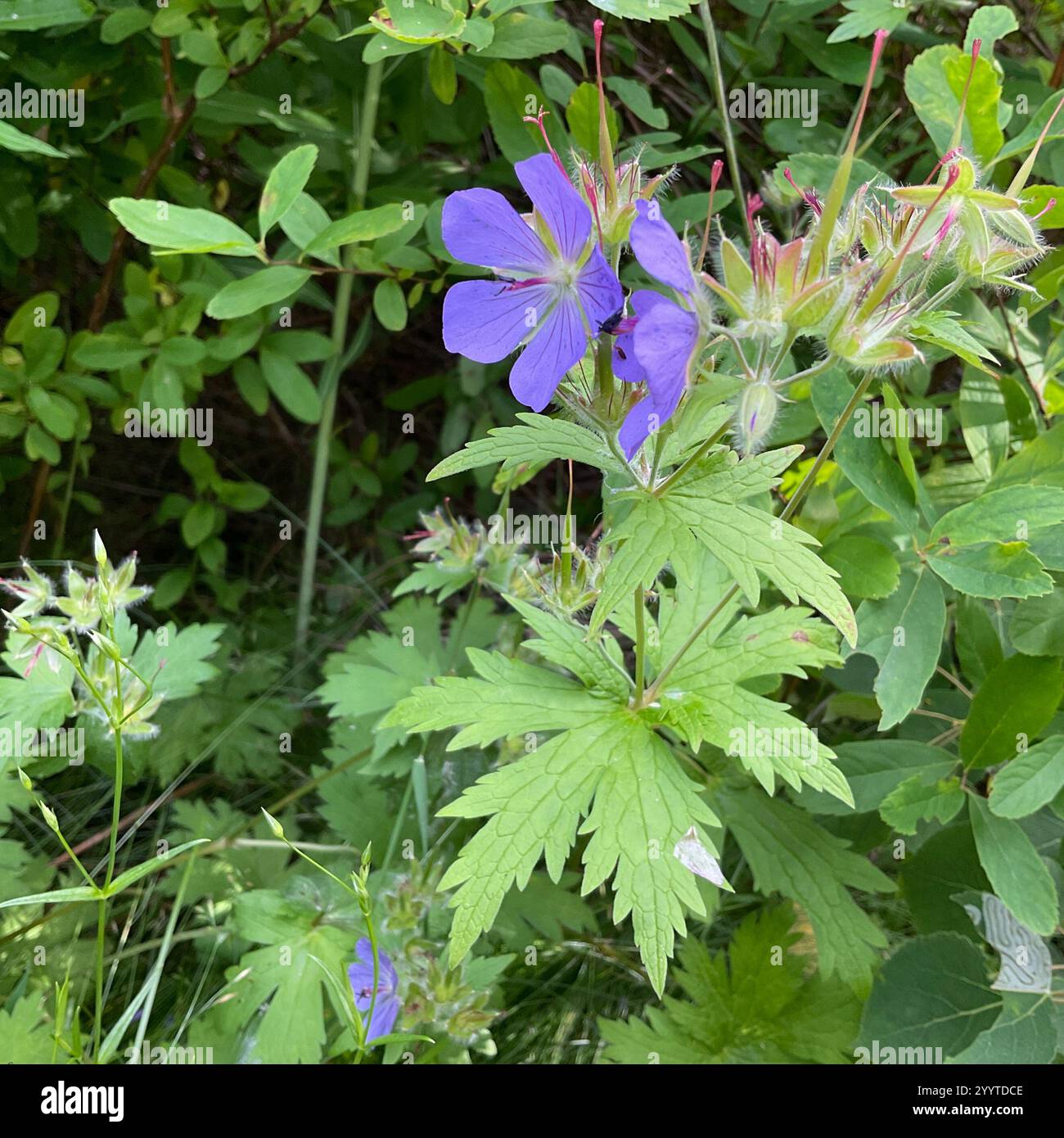 woolly cranesbill (Geranium erianthum Stock Photo - Alamy