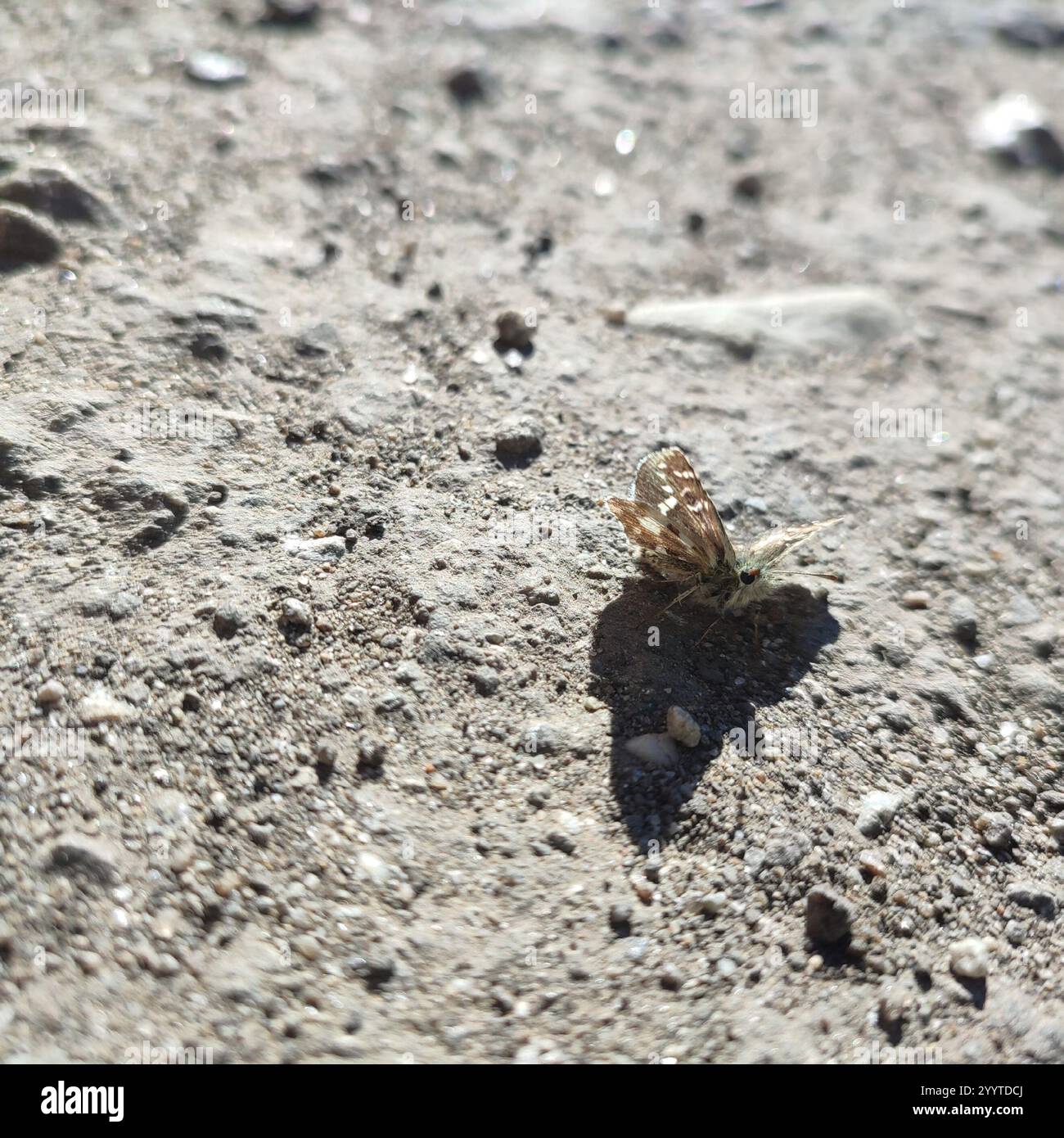 Spread wing skippers hi-res stock photography and images - Alamy