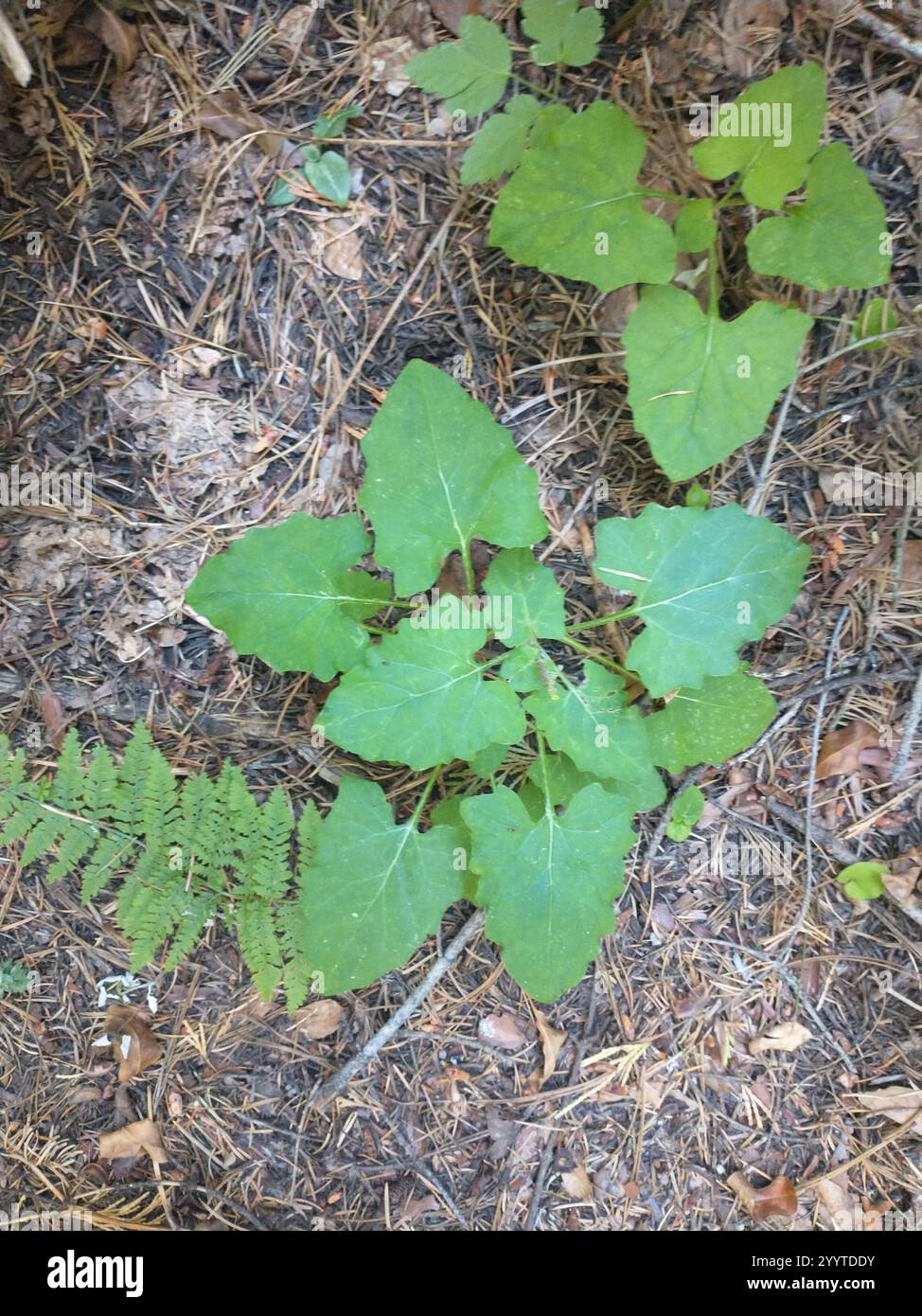 Trailplant hi-res stock photography and images - Alamy