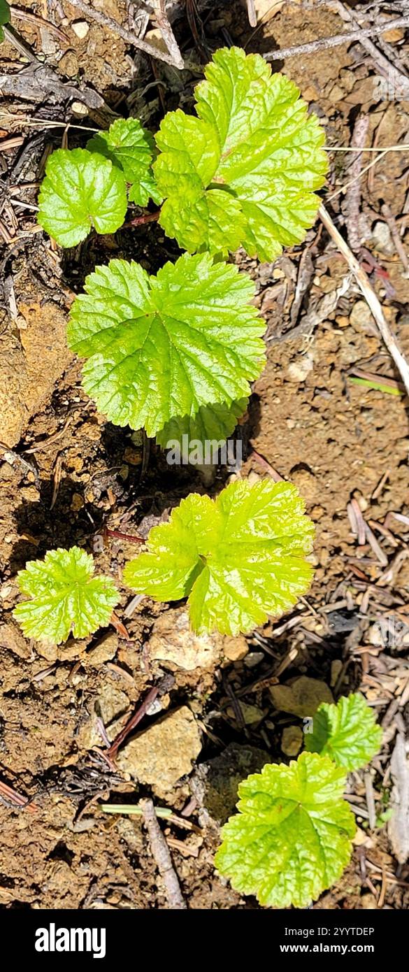 cloudberry (Rubus chamaemorus Stock Photo - Alamy