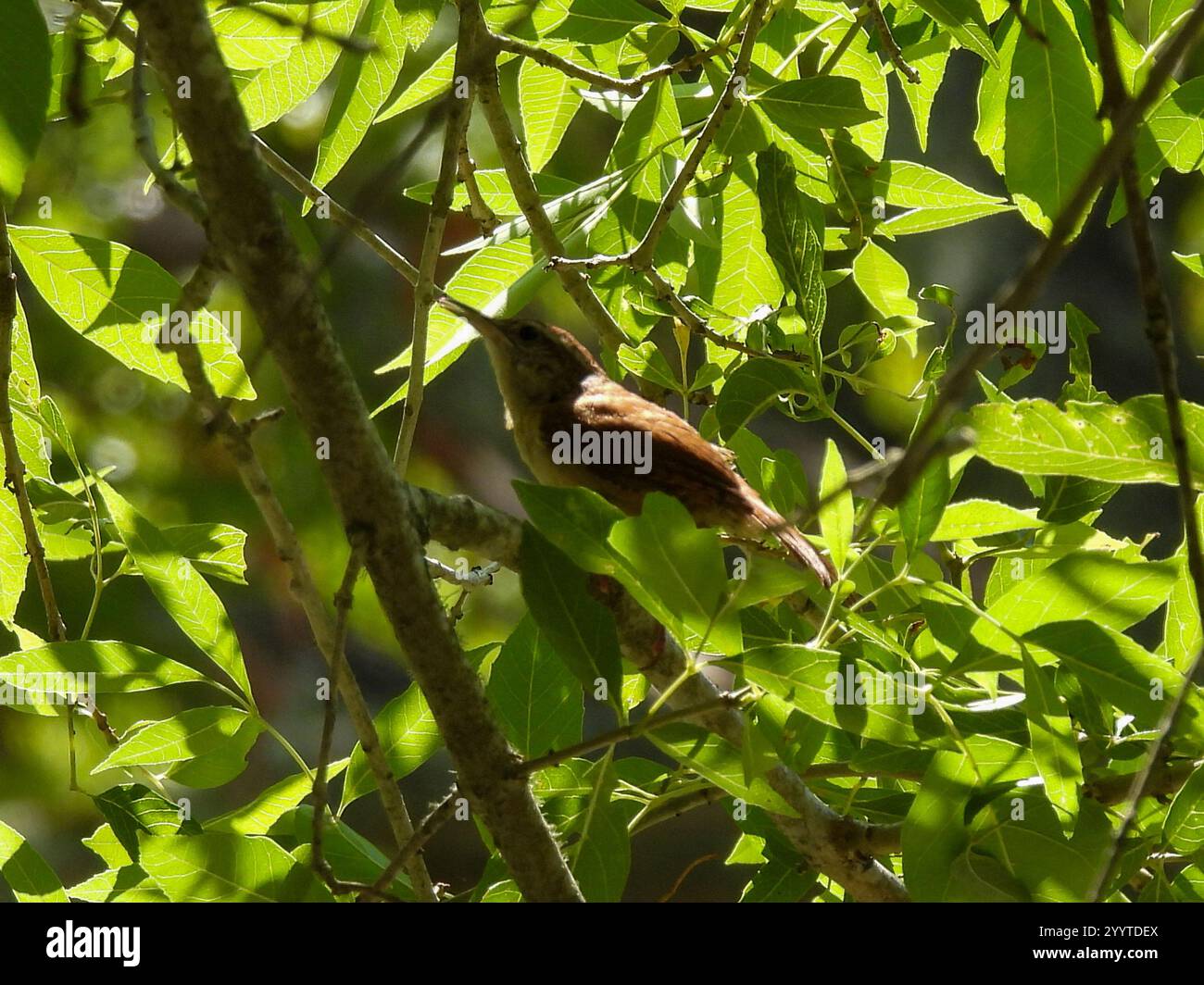 Carolina Wren (Thryothorus ludovicianus Stock Photo - Alamy