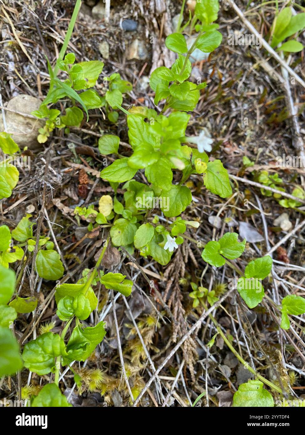yerba buena (Clinopodium douglasii Stock Photo - Alamy