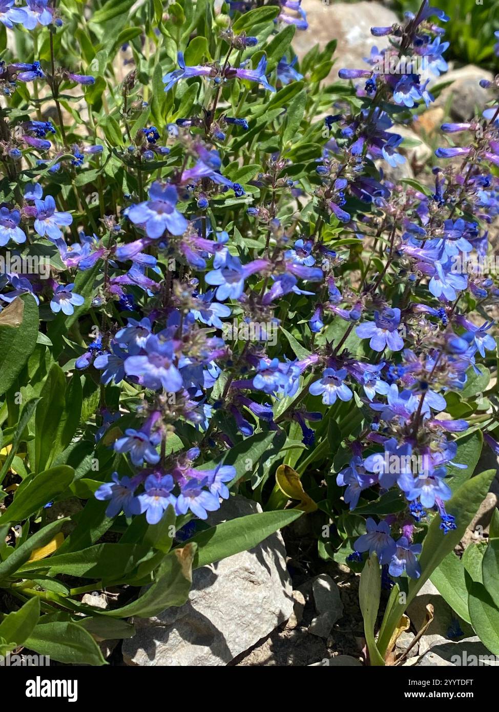 Wasatch penstemon hi-res stock photography and images - Alamy