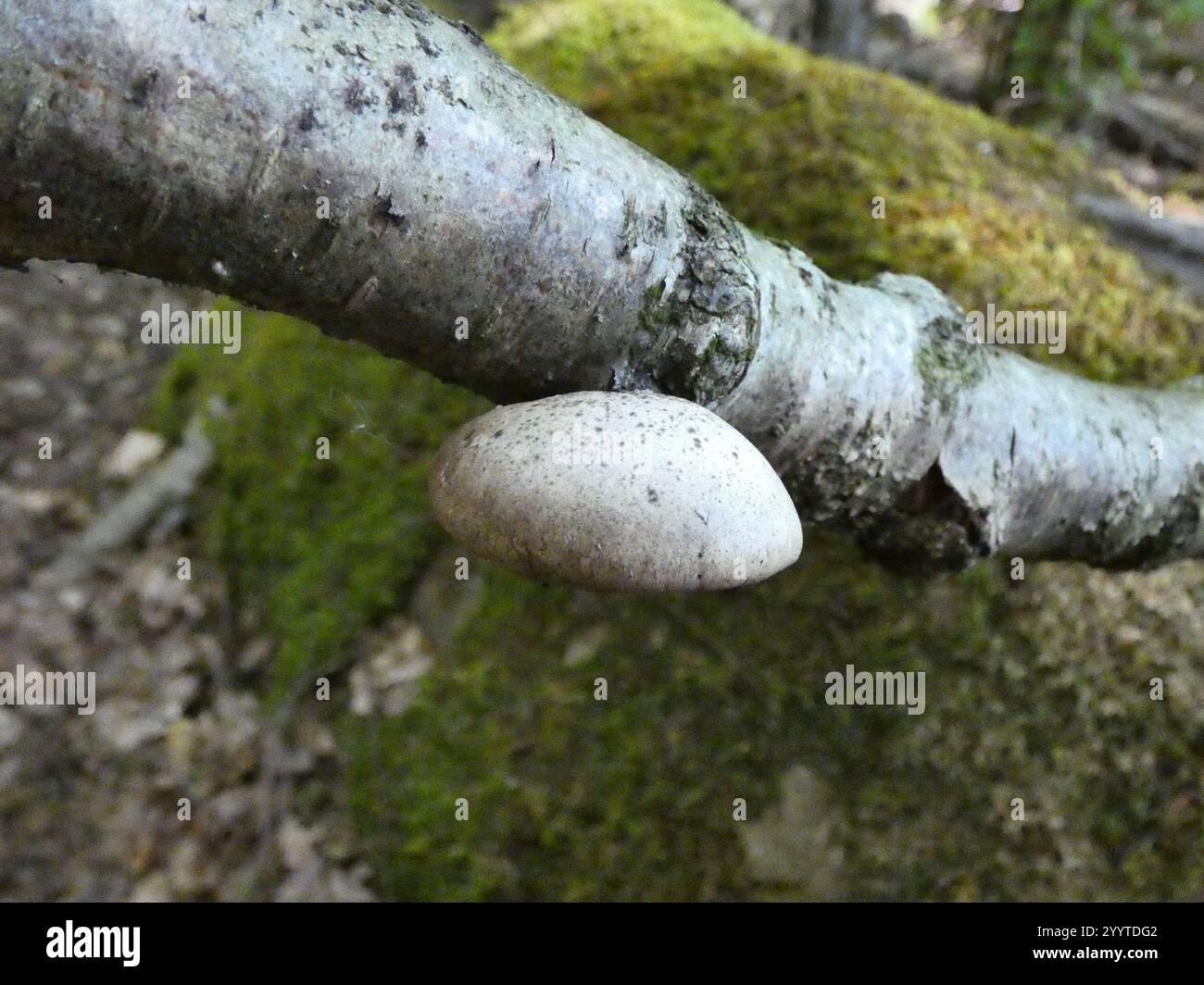 birch polypore (Fomitopsis betulina Stock Photo - Alamy