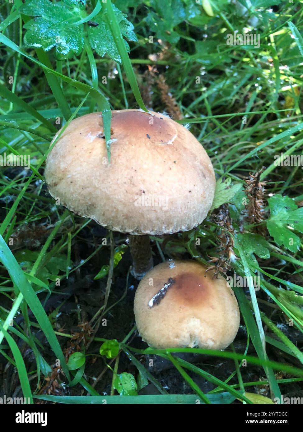 Common Fieldcap (Agrocybe pediades Stock Photo - Alamy