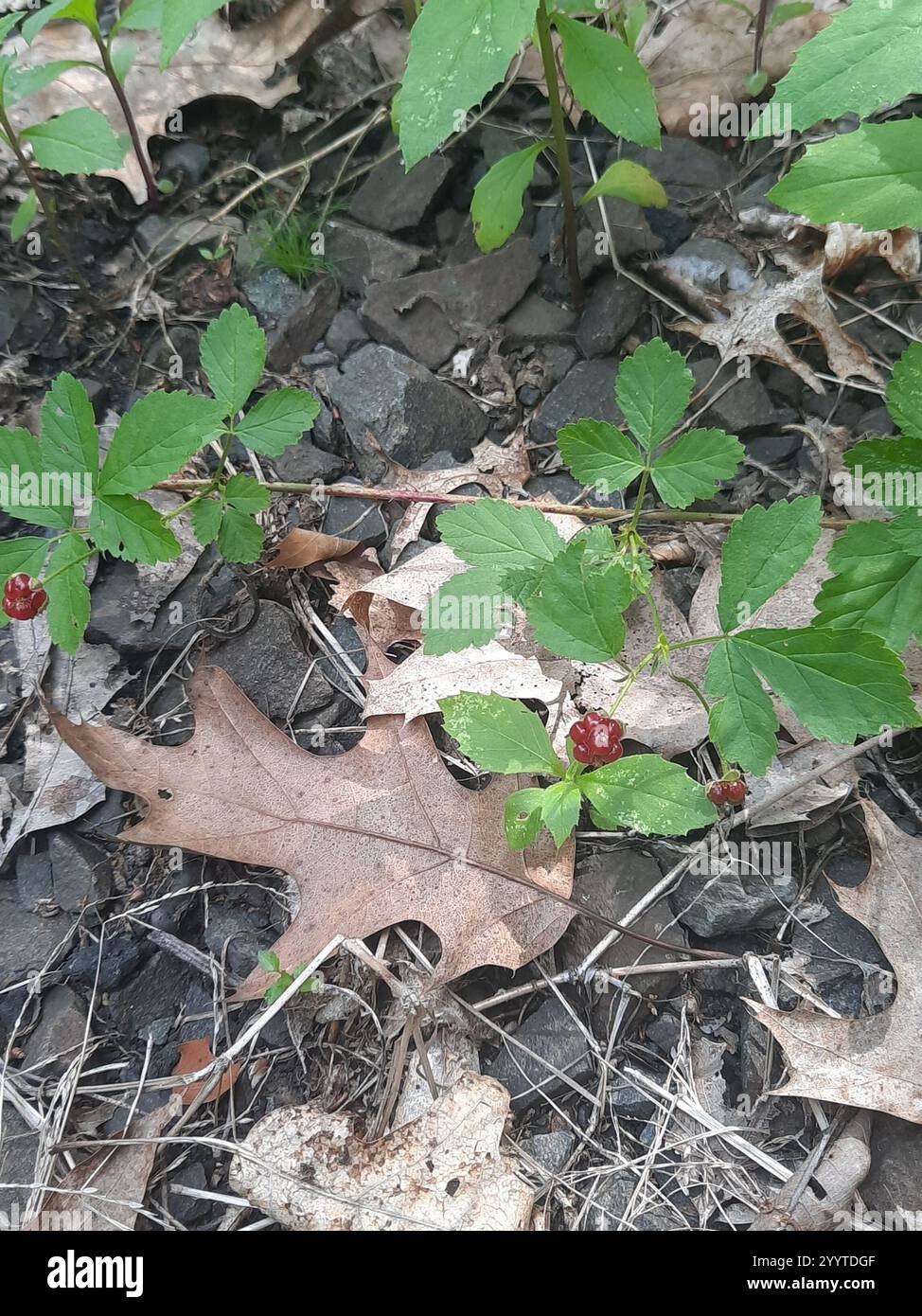 Common Dewberry (Rubus flagellaris Stock Photo - Alamy