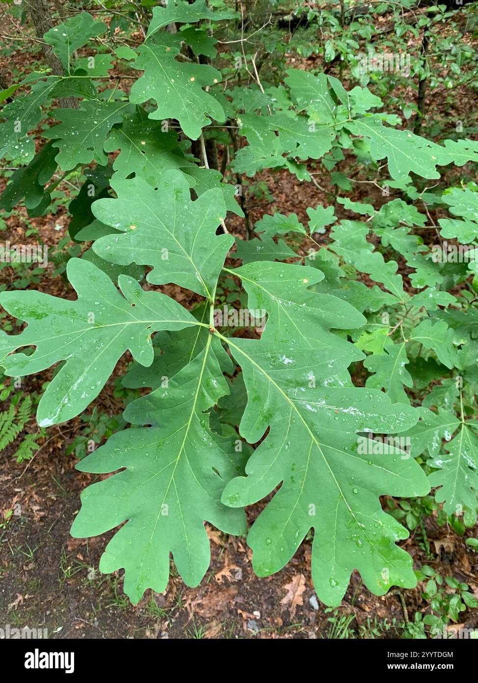 white oak (Quercus alba Stock Photo - Alamy