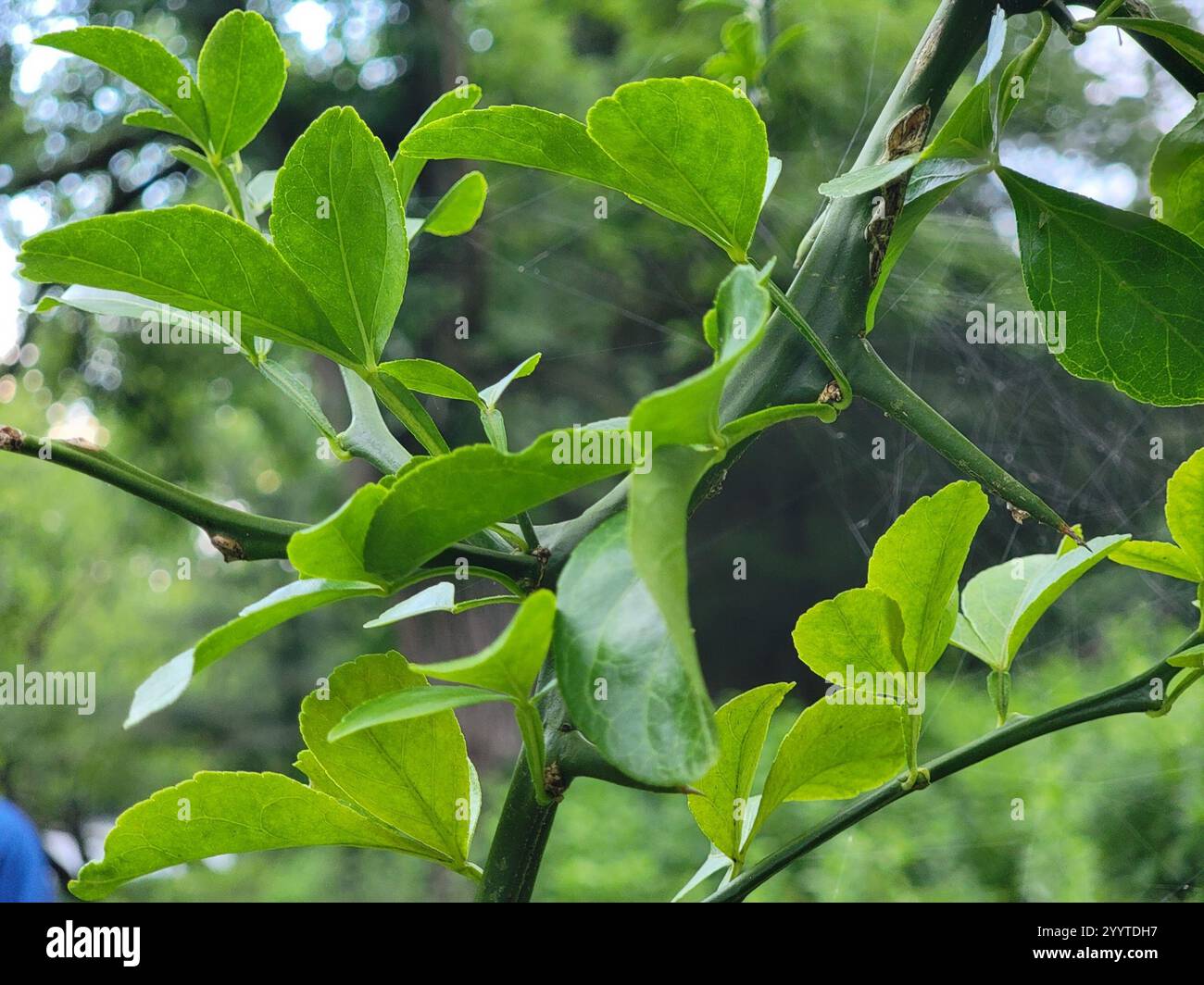 trifoliate orange (Citrus trifoliata Stock Photo - Alamy