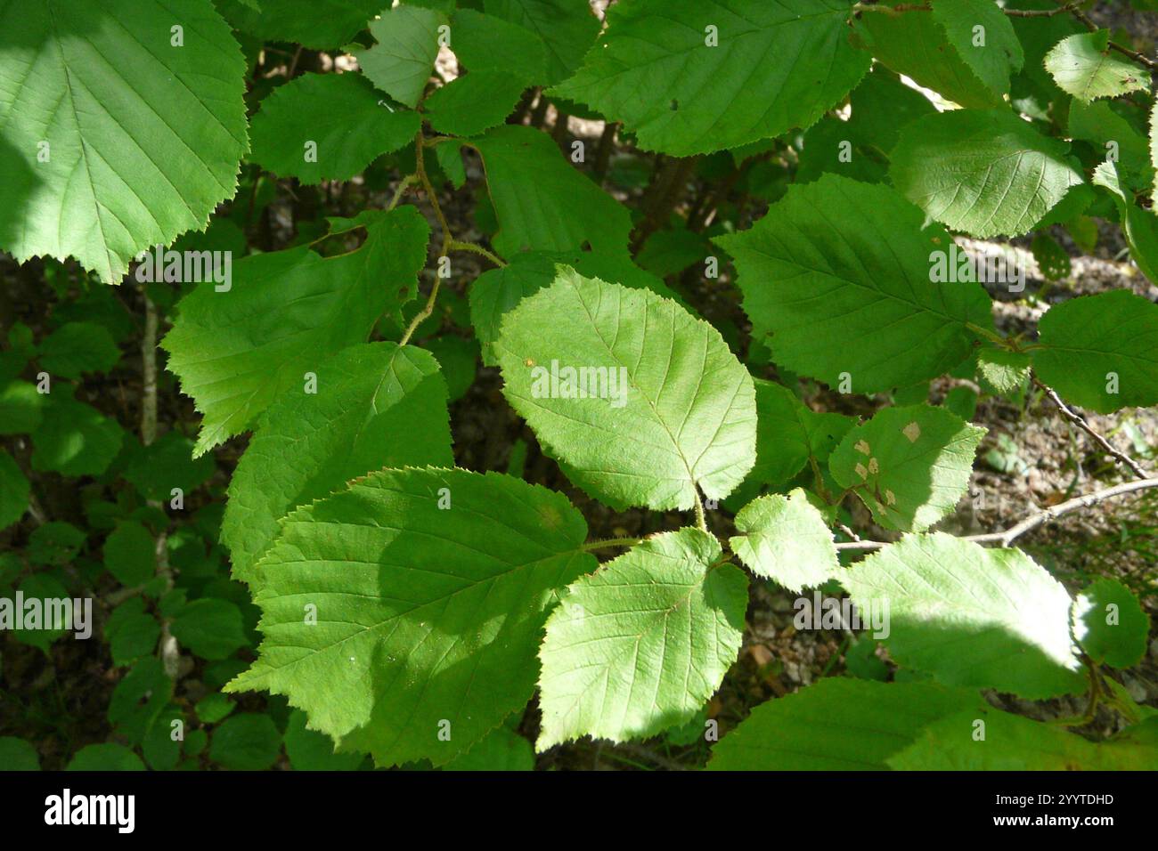 common hazel (Corylus avellana Stock Photo - Alamy