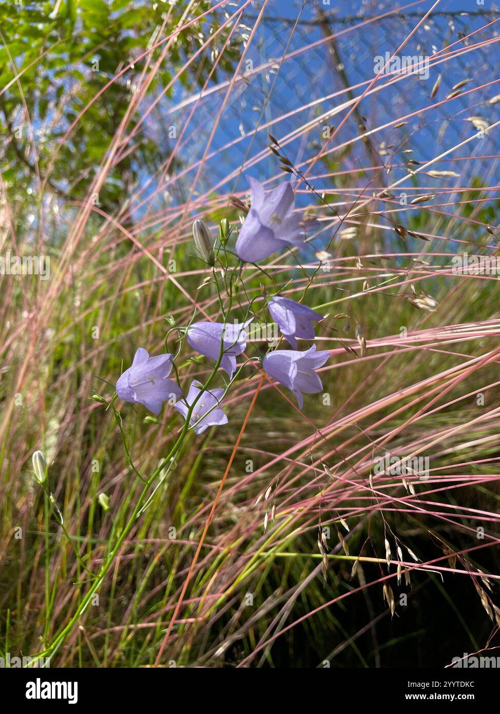 Common Harebell (Campanula rotundifolia Stock Photo - Alamy