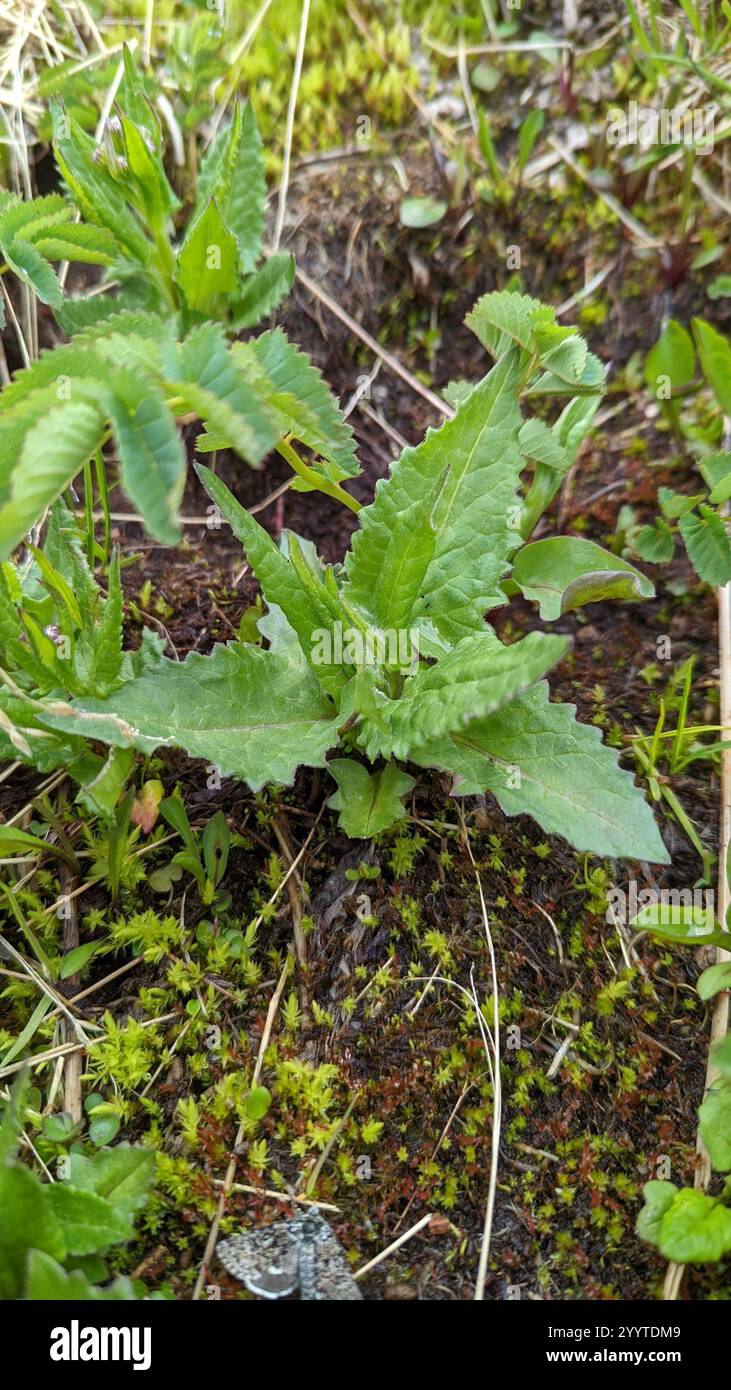Arrowleaf Senecio (Senecio triangularis Stock Photo - Alamy