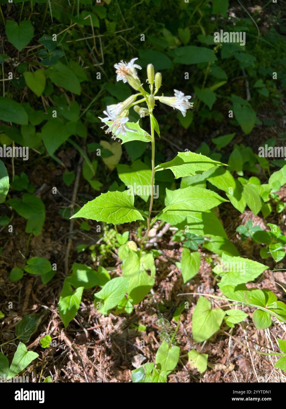 western rattlesnake root (Nabalus alatus Stock Photo - Alamy