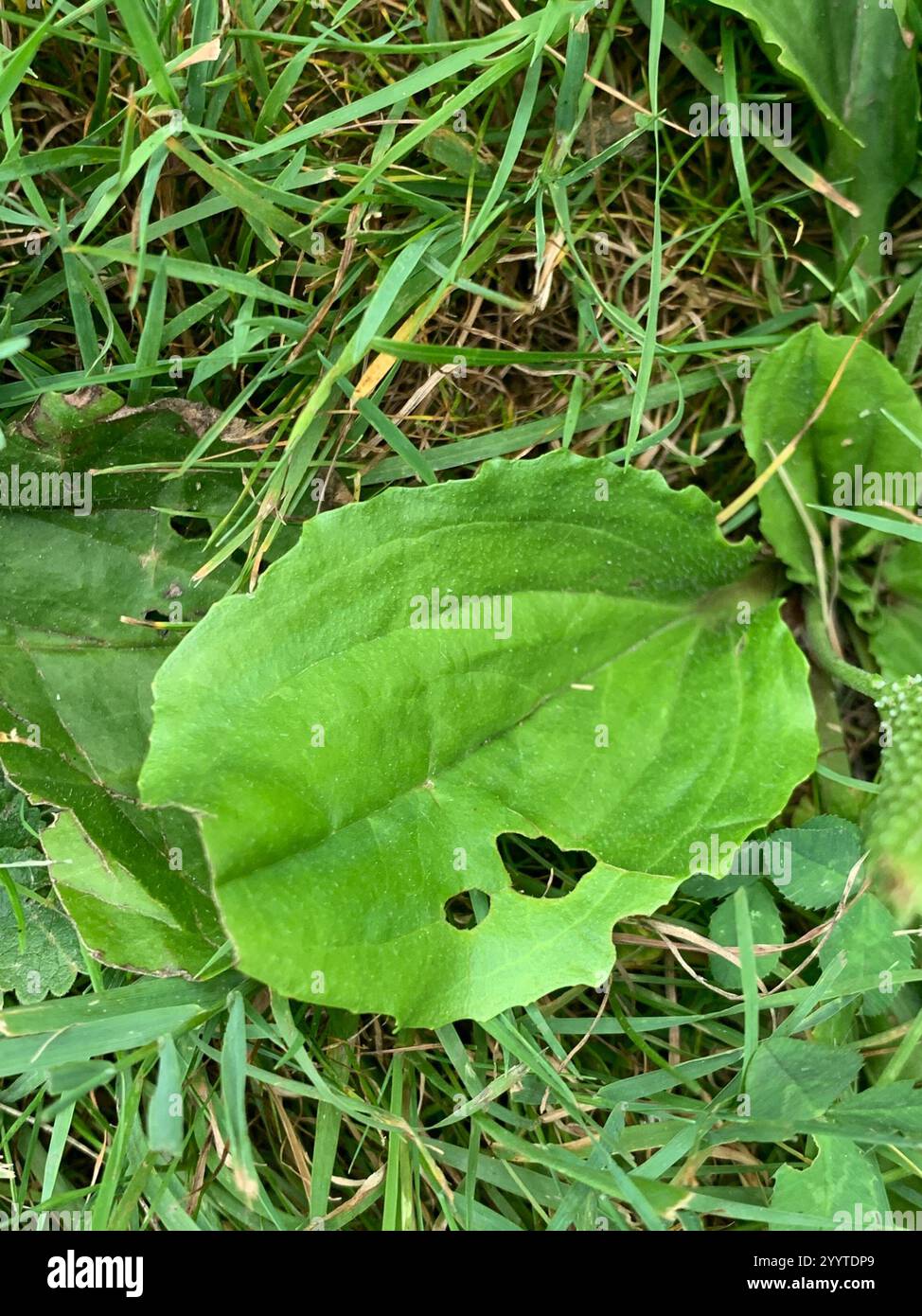 American plantain (Plantago rugelii Stock Photo - Alamy