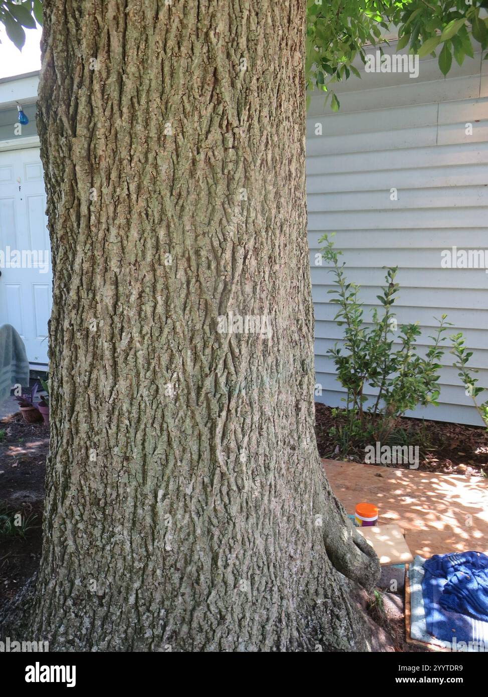 pignut hickory (Carya glabra Stock Photo - Alamy