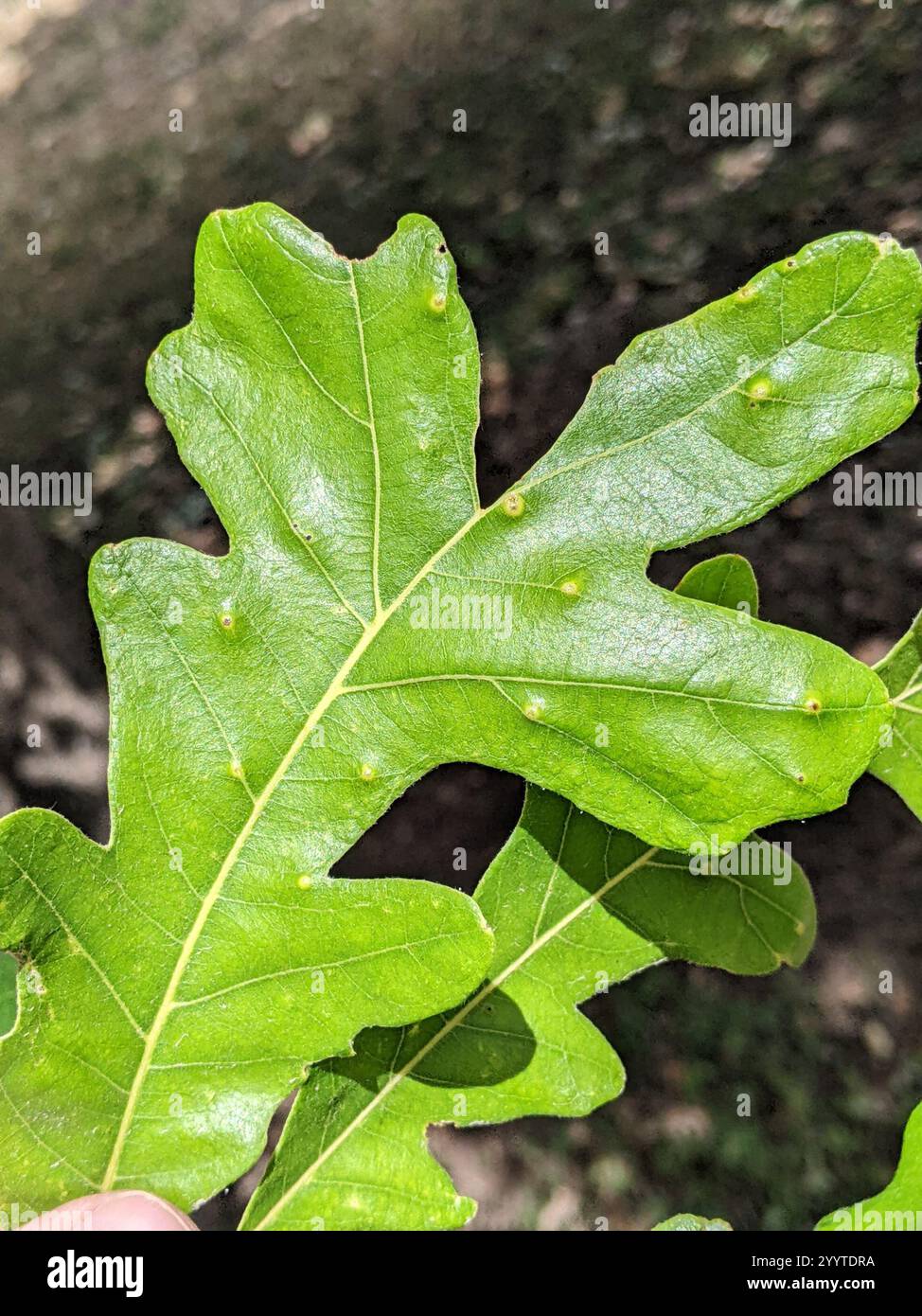 oak flake gall wasp (Neuroterus quercusverrucarum Stock Photo - Alamy
