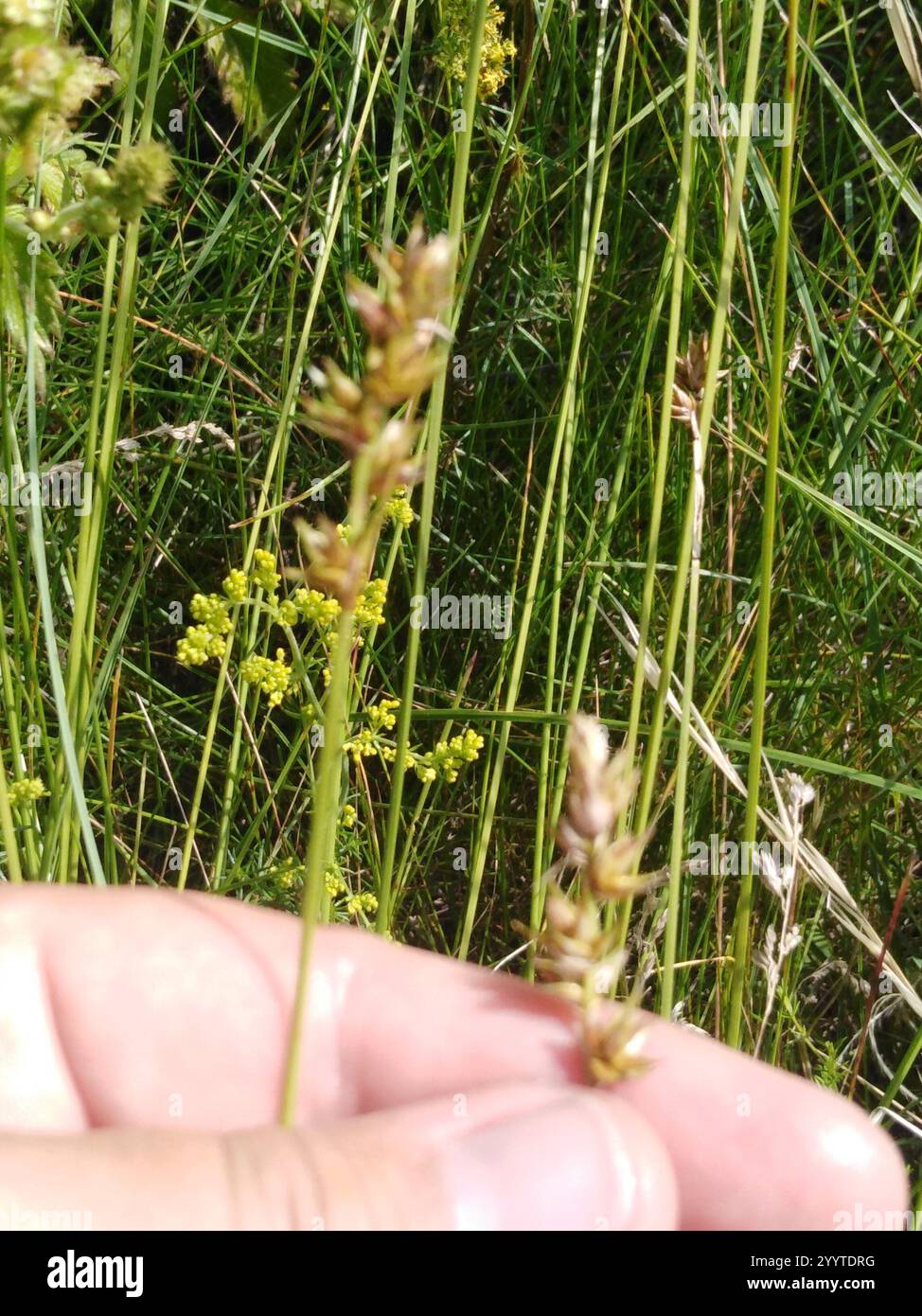 Spiked Sedge (Carex spicata Stock Photo - Alamy