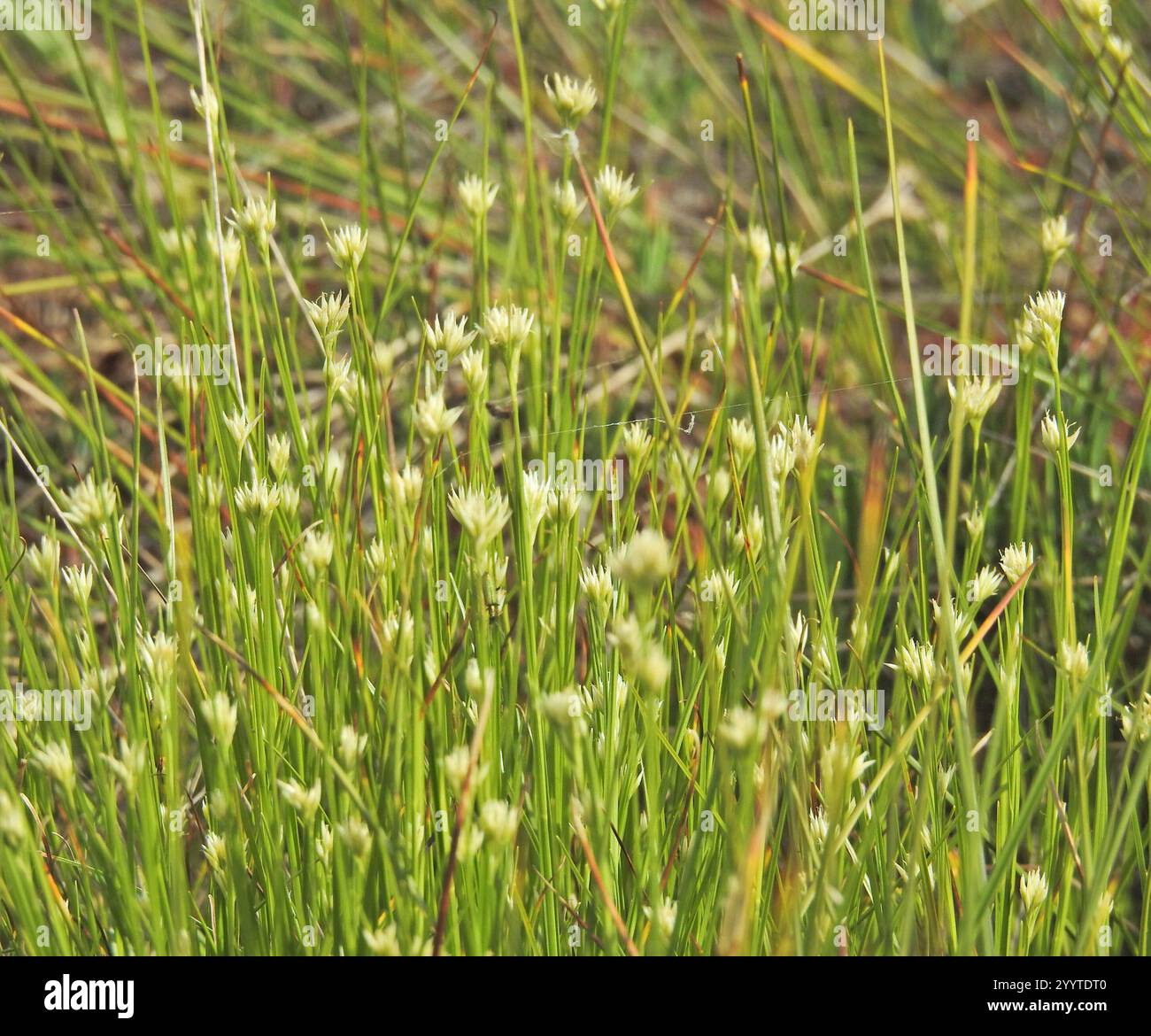 white beak-sedge (Rhynchospora alba Stock Photo - Alamy
