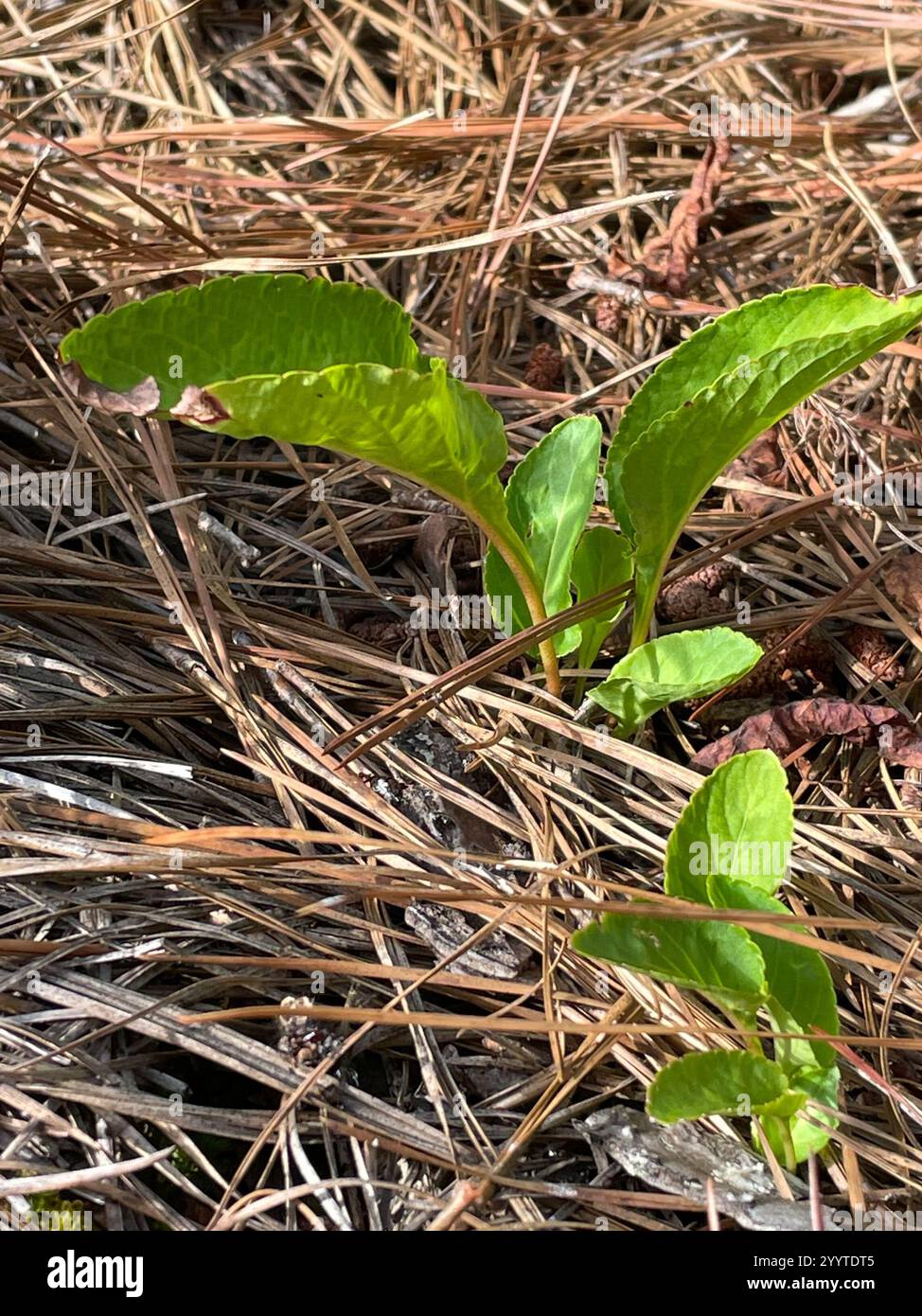 Primulifolia hi-res stock photography and images - Alamy