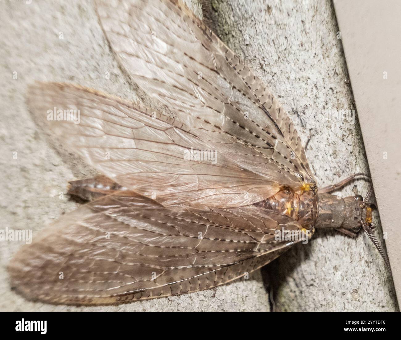 Summer Fishfly (Chauliodes pectinicornis Stock Photo - Alamy
