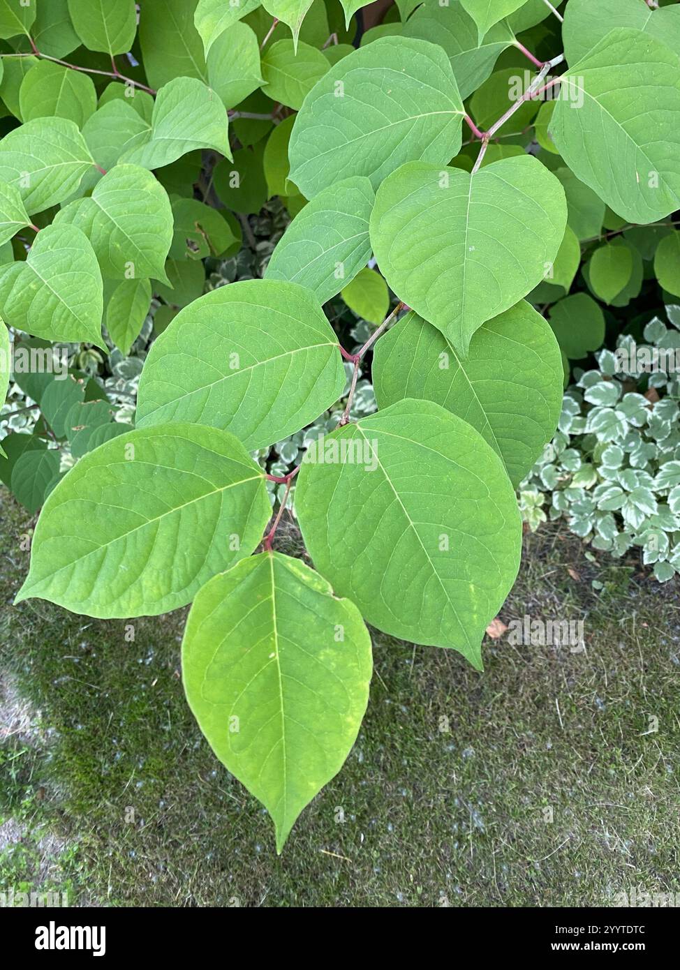 Japanese knotweed (Reynoutria japonica Stock Photo - Alamy