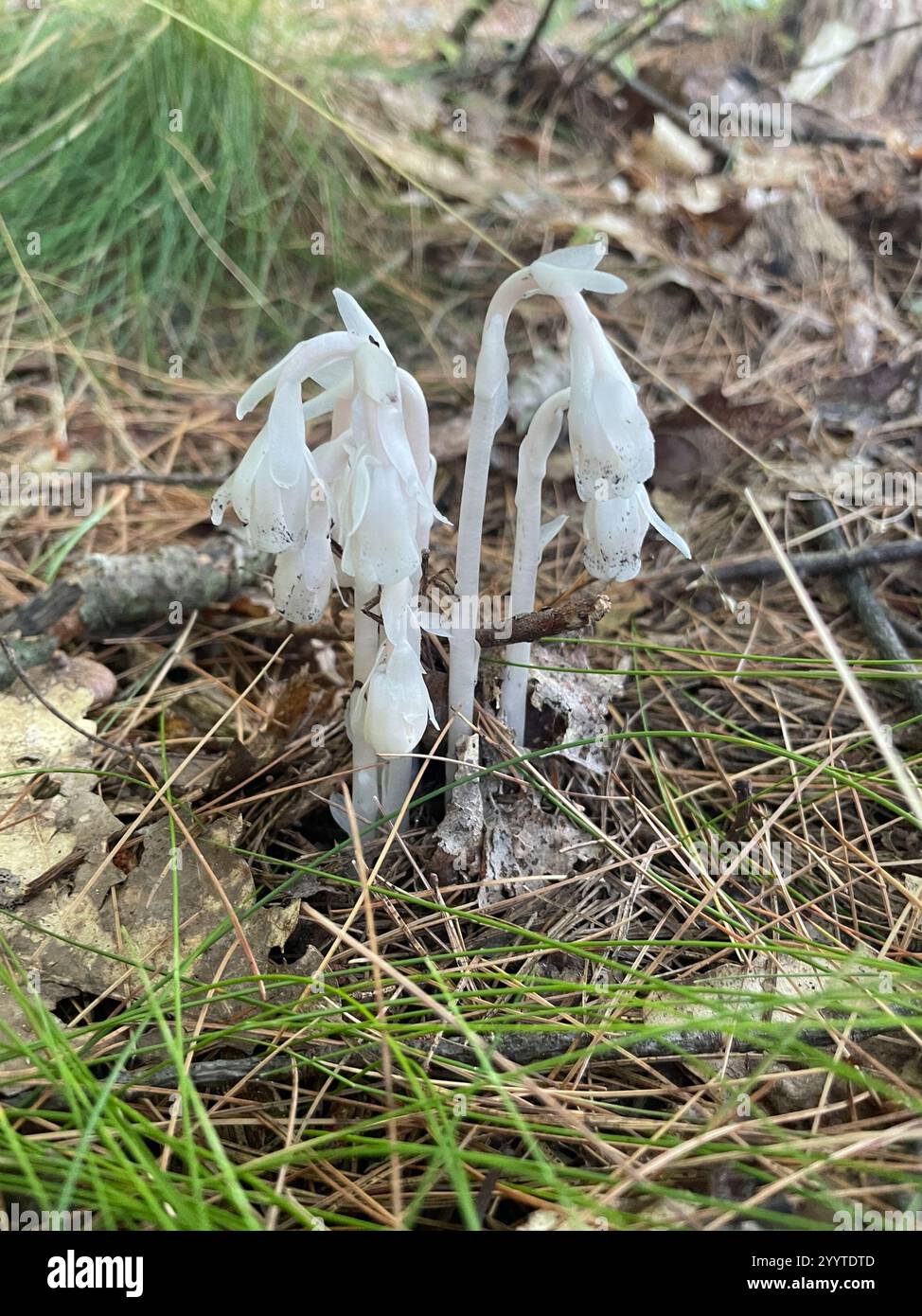 Ghost Pipe (Monotropa uniflora Stock Photo - Alamy