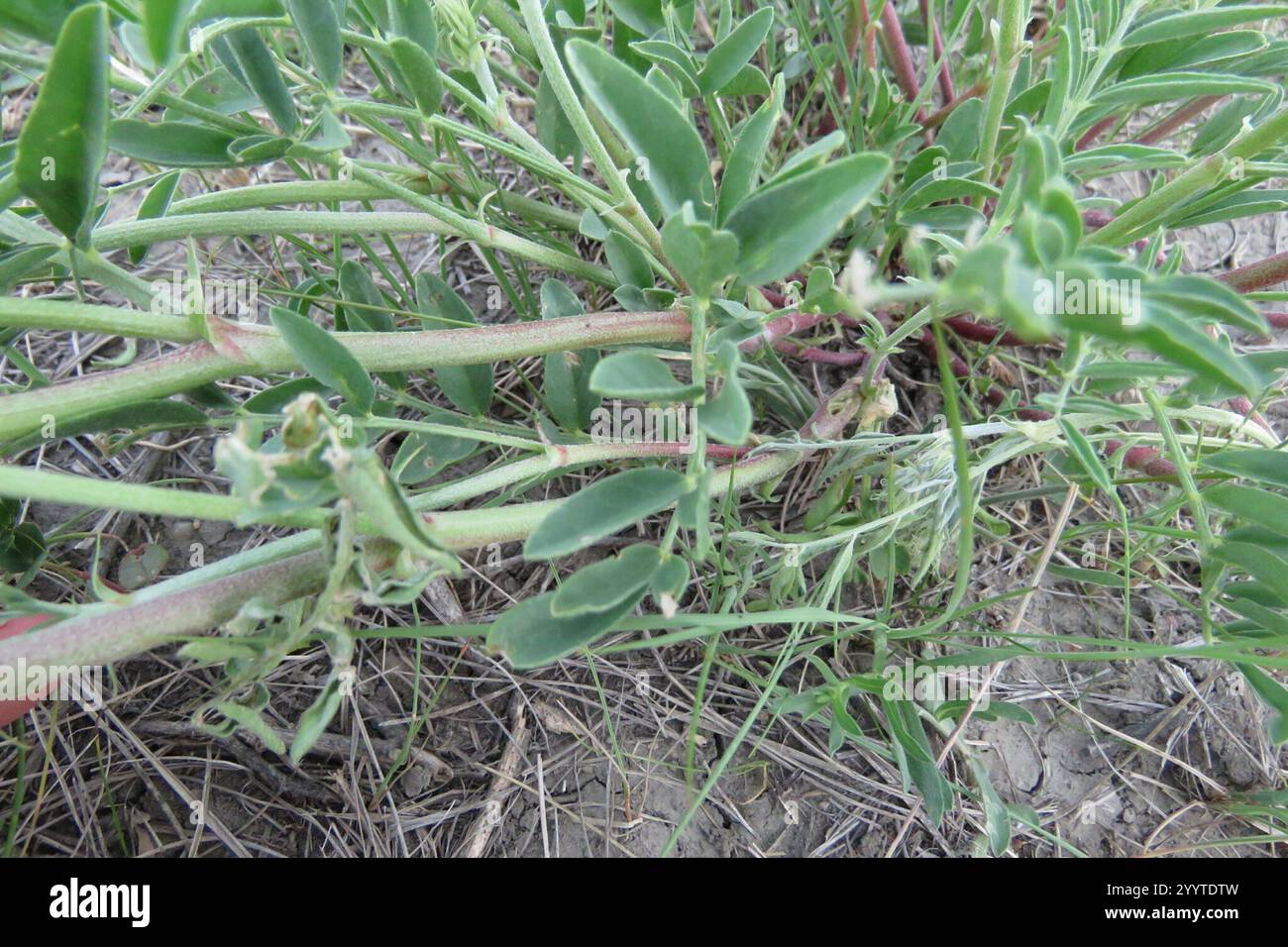 Racemose Milkvetch (Astragalus racemosus Stock Photo - Alamy