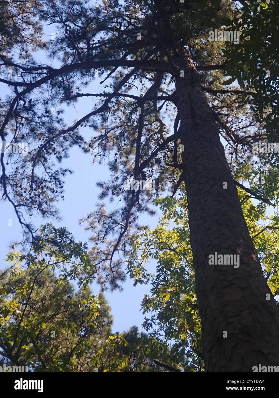 shortleaf pine (Pinus echinata Stock Photo - Alamy