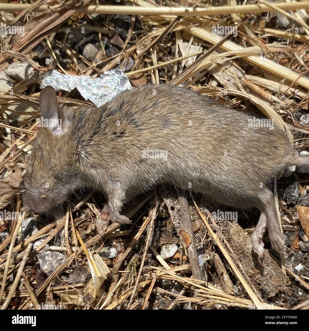 Typical Old World Mice (Mus Stock Photo - Alamy