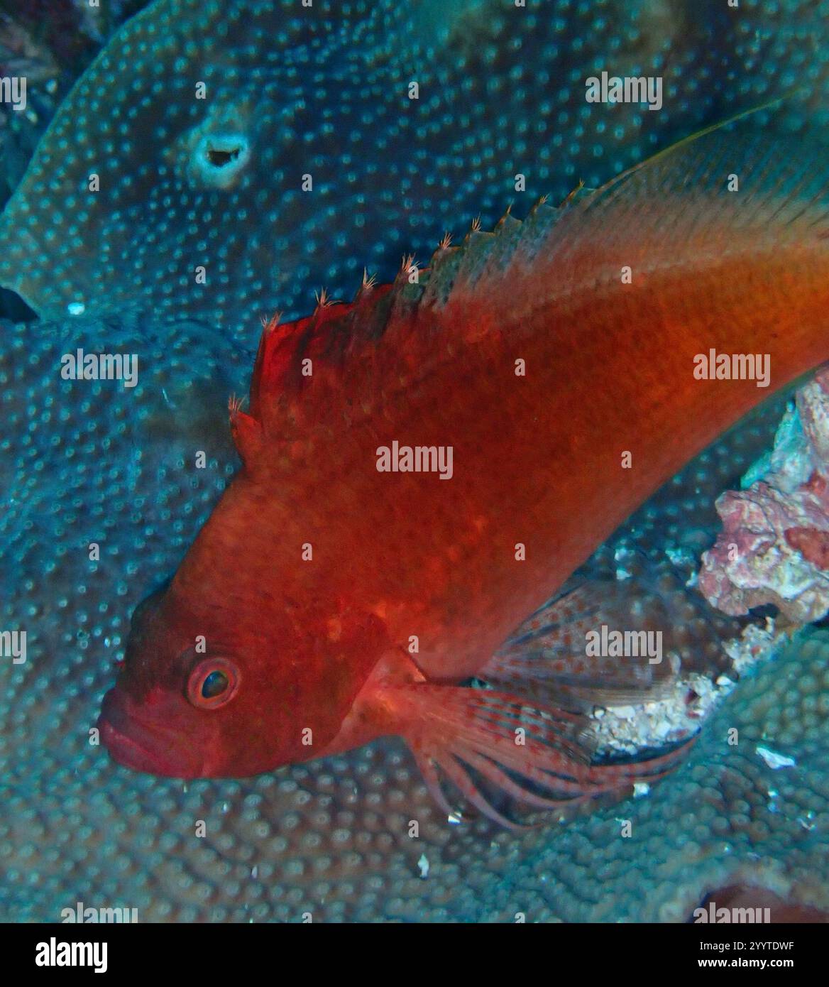 Lyretail hawkfish hi-res stock photography and images - Alamy
