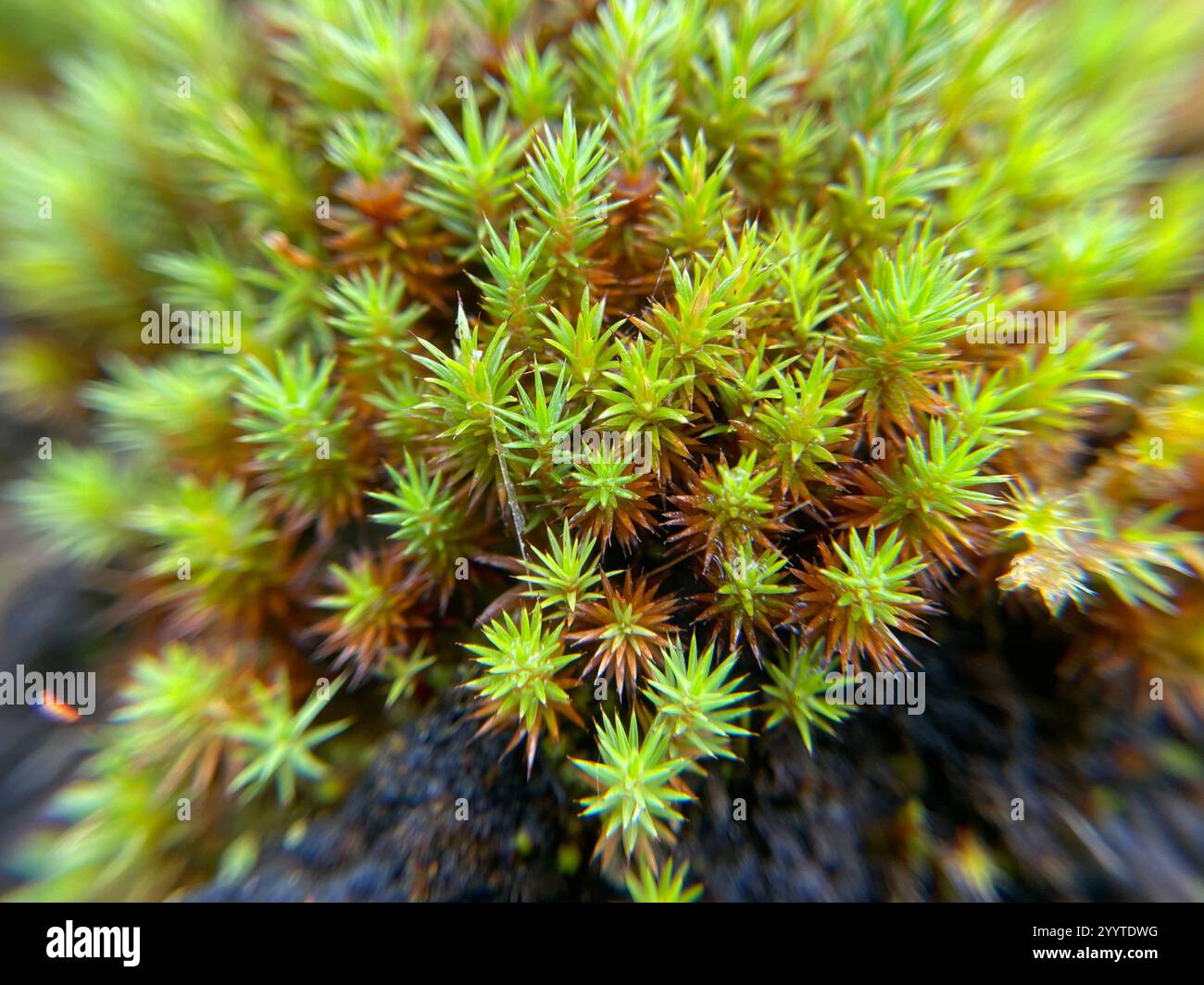 haircap mosses (Polytrichum Stock Photo - Alamy