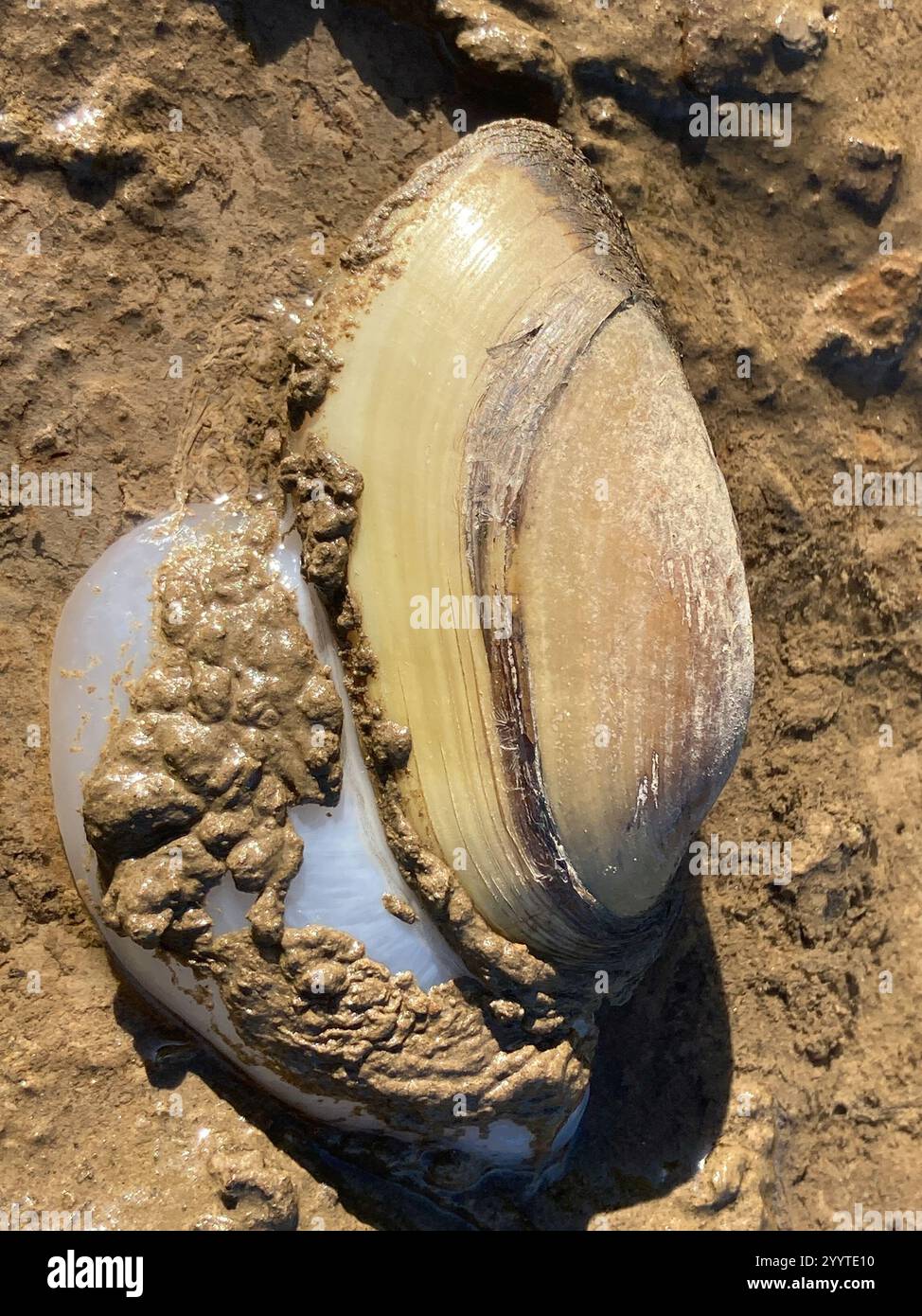 Yellow Sandshell (Lampsilis teres Stock Photo - Alamy